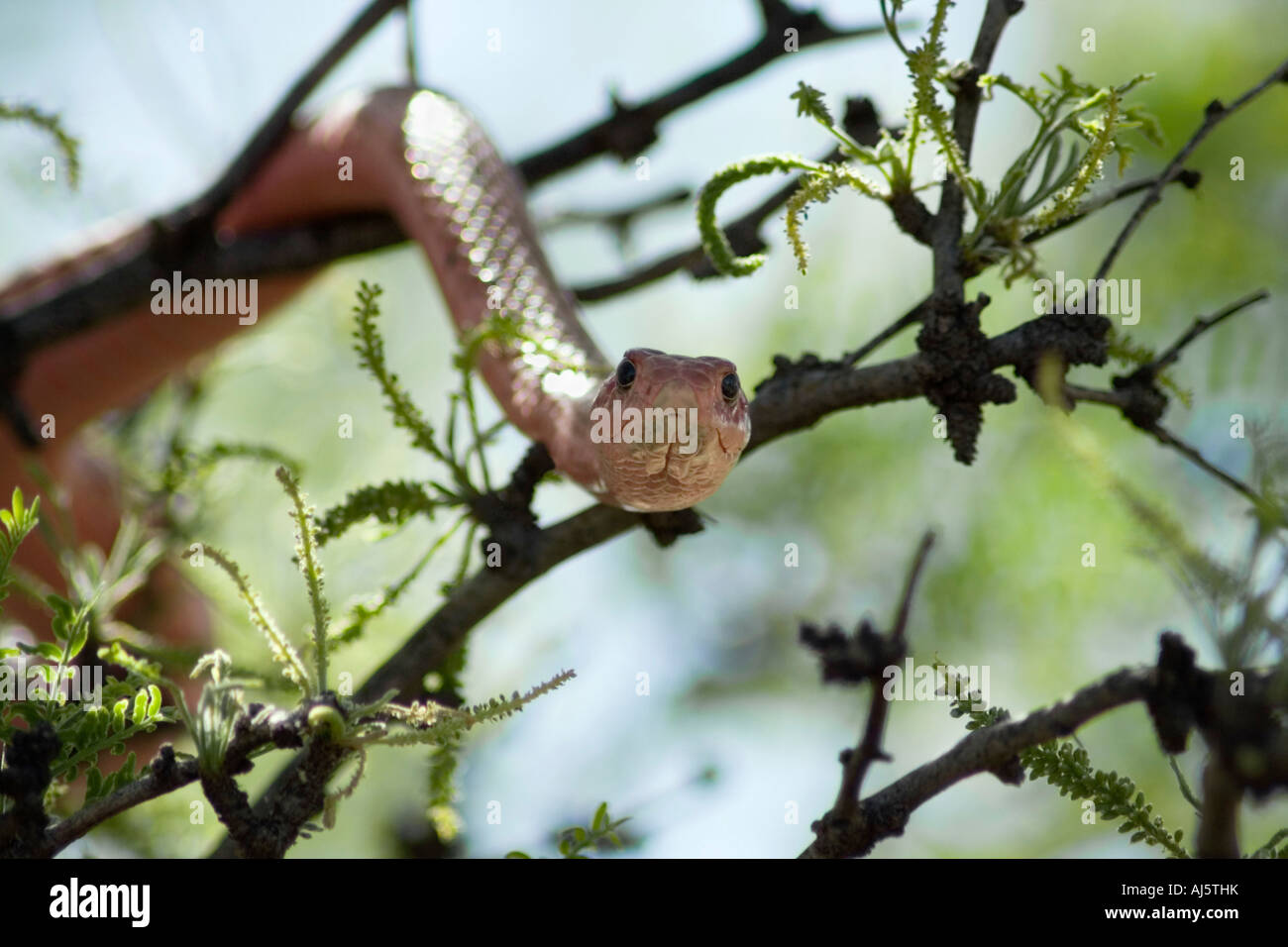 Red coachwhip or red racer (Masticophis flagellum) on a mesquite tree ...