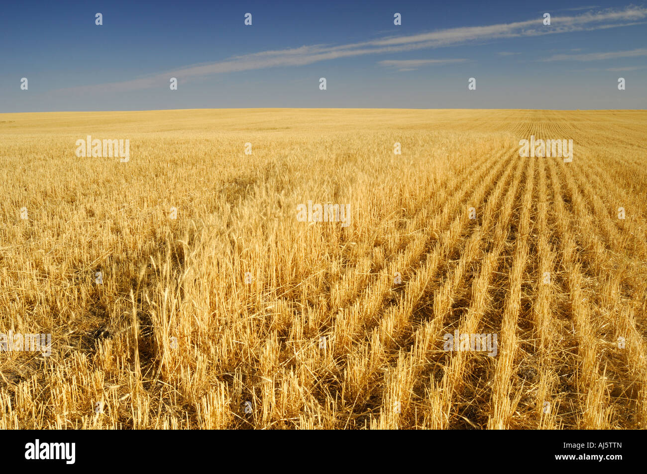 Stubble field in Southern Saskatchewan Canada Stock Photo - Alamy