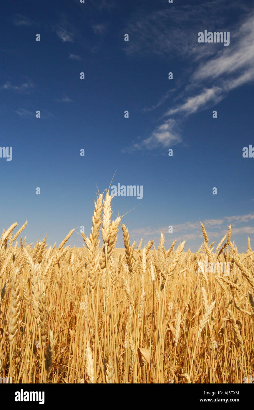 Wheat field Southern Saskatchewan Canada Stock Photo - Alamy