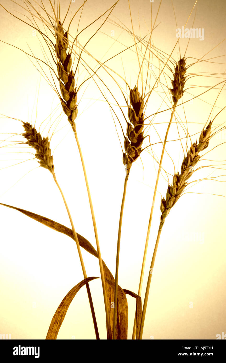 Grains in the sunset Stock Photo - Alamy