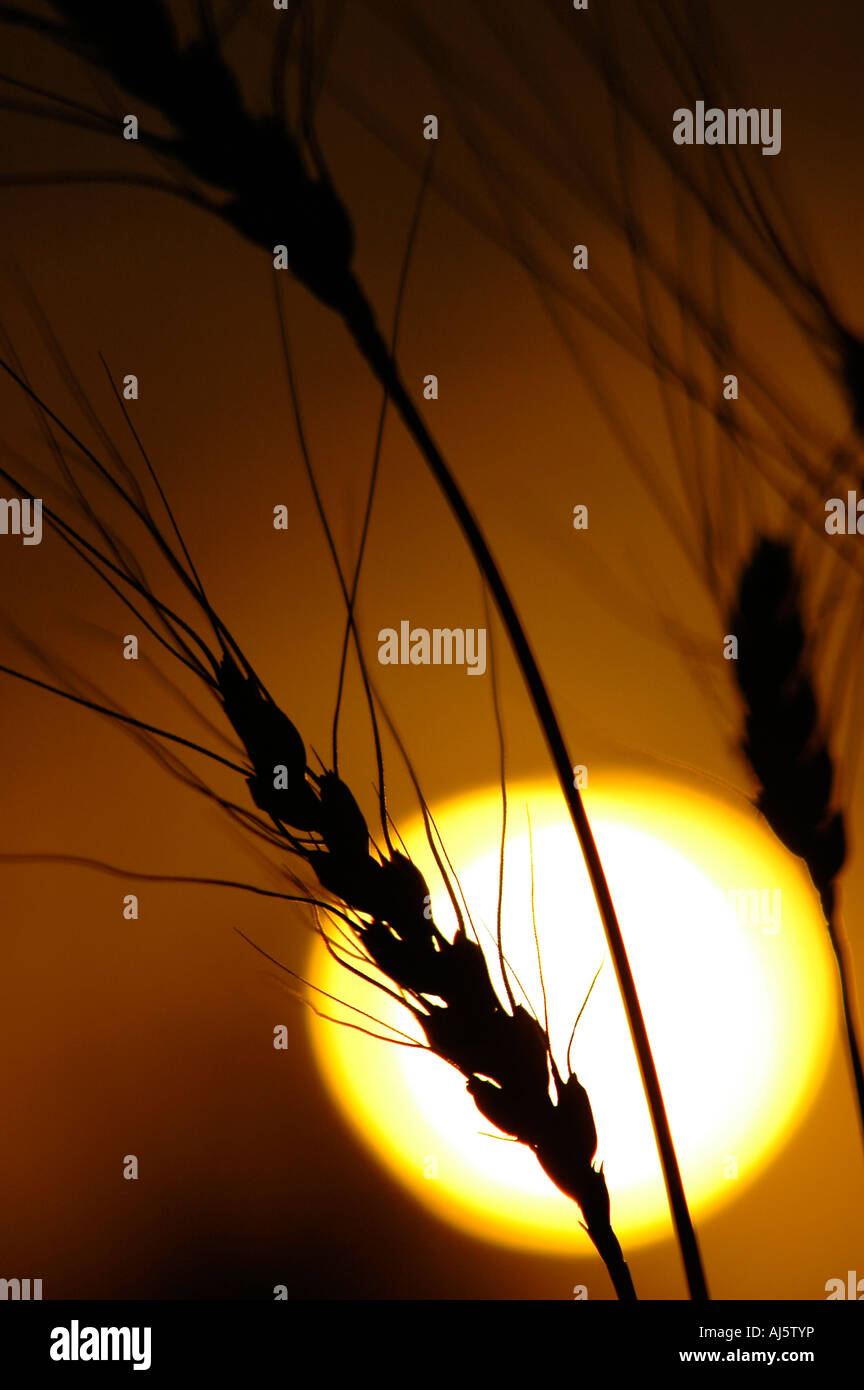 Grains in the sunset Stock Photo - Alamy