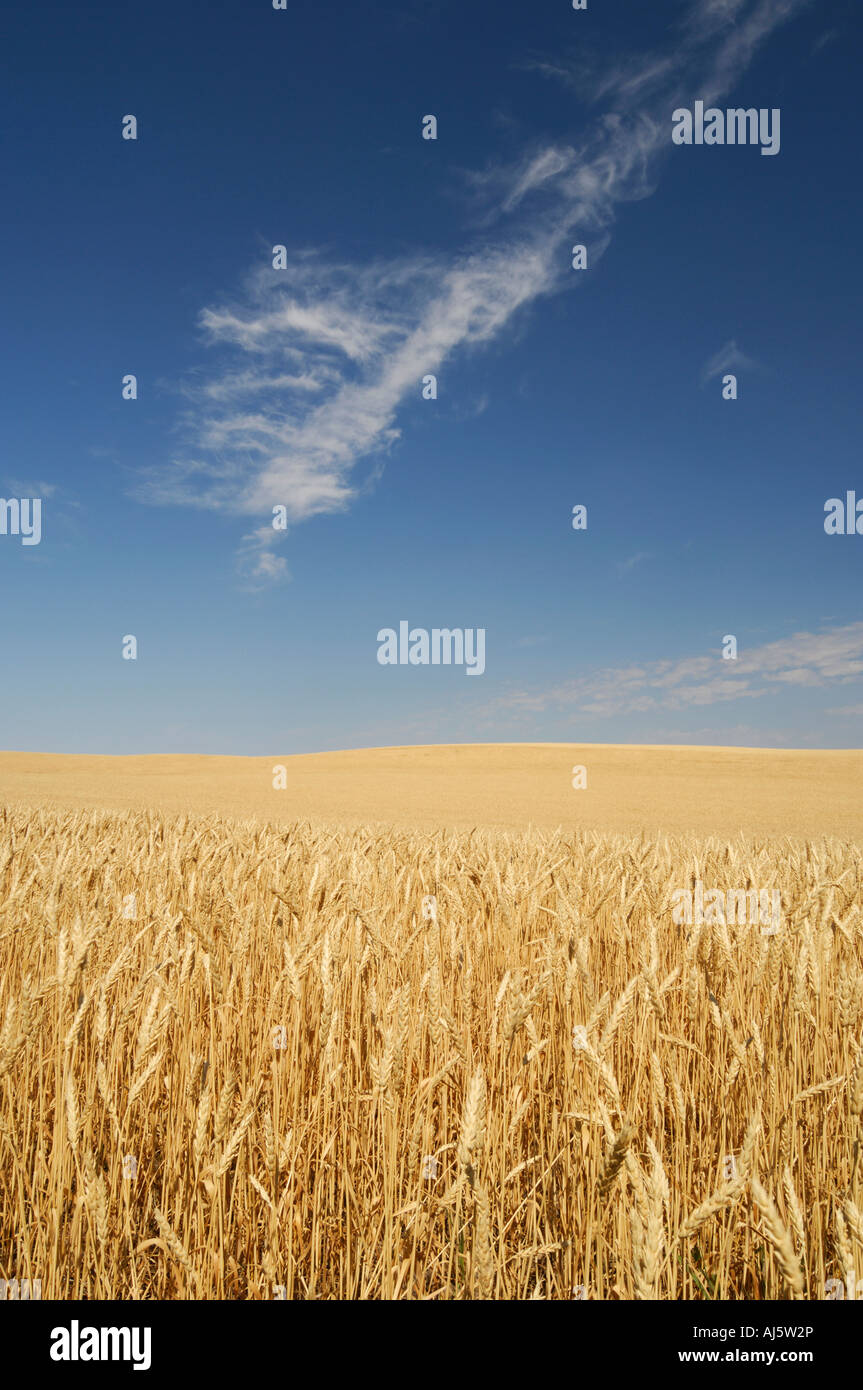 Wheat field Southern Saskatchewan Canada Stock Photo - Alamy