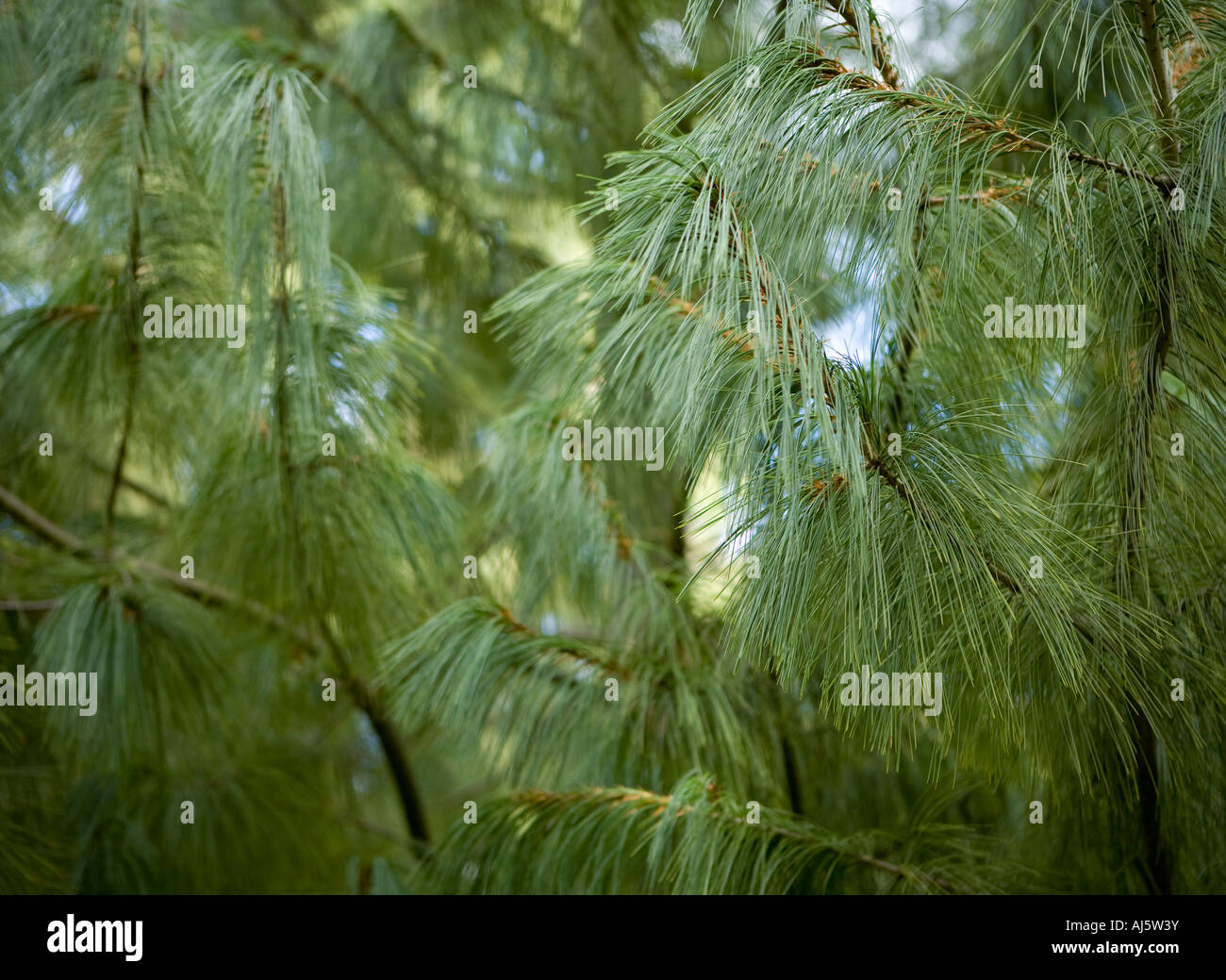 Blue Pine foliage Stock Photo - Alamy