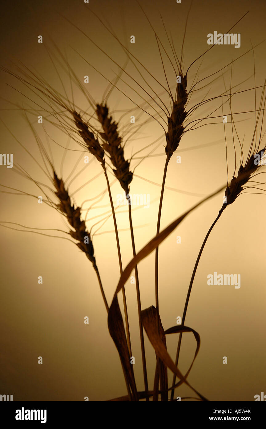 Grains in the sunset Stock Photo - Alamy