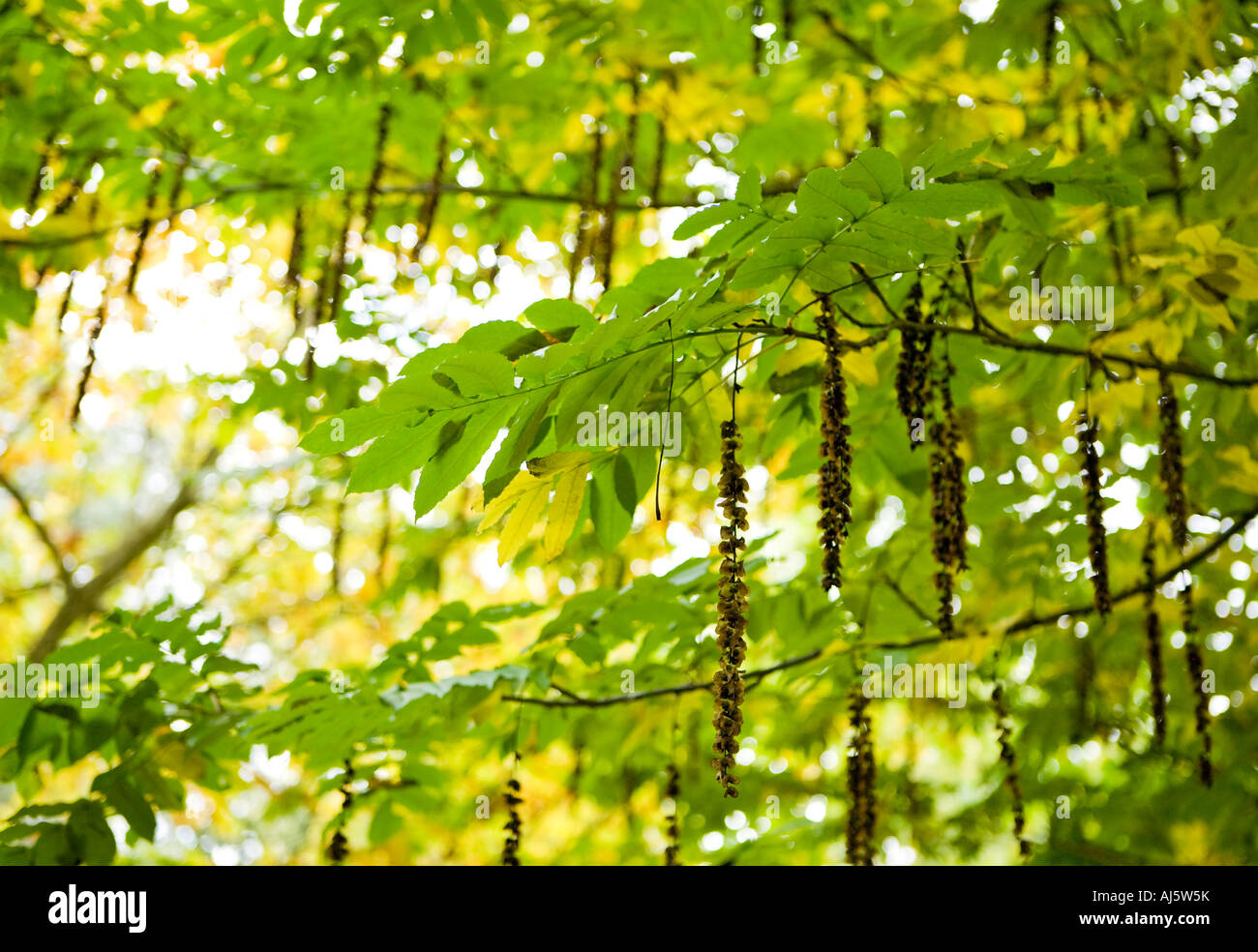 Wingnut hi-res stock photography and images - Alamy