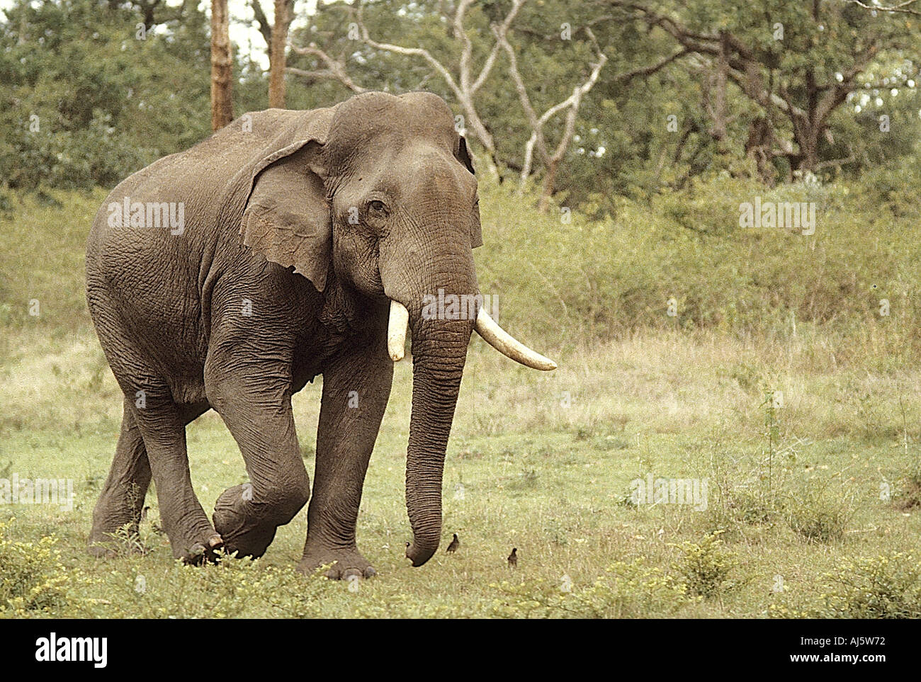 SNA71867 One Elephant Tusker walking in Bandipur wildlife sanctuary ...
