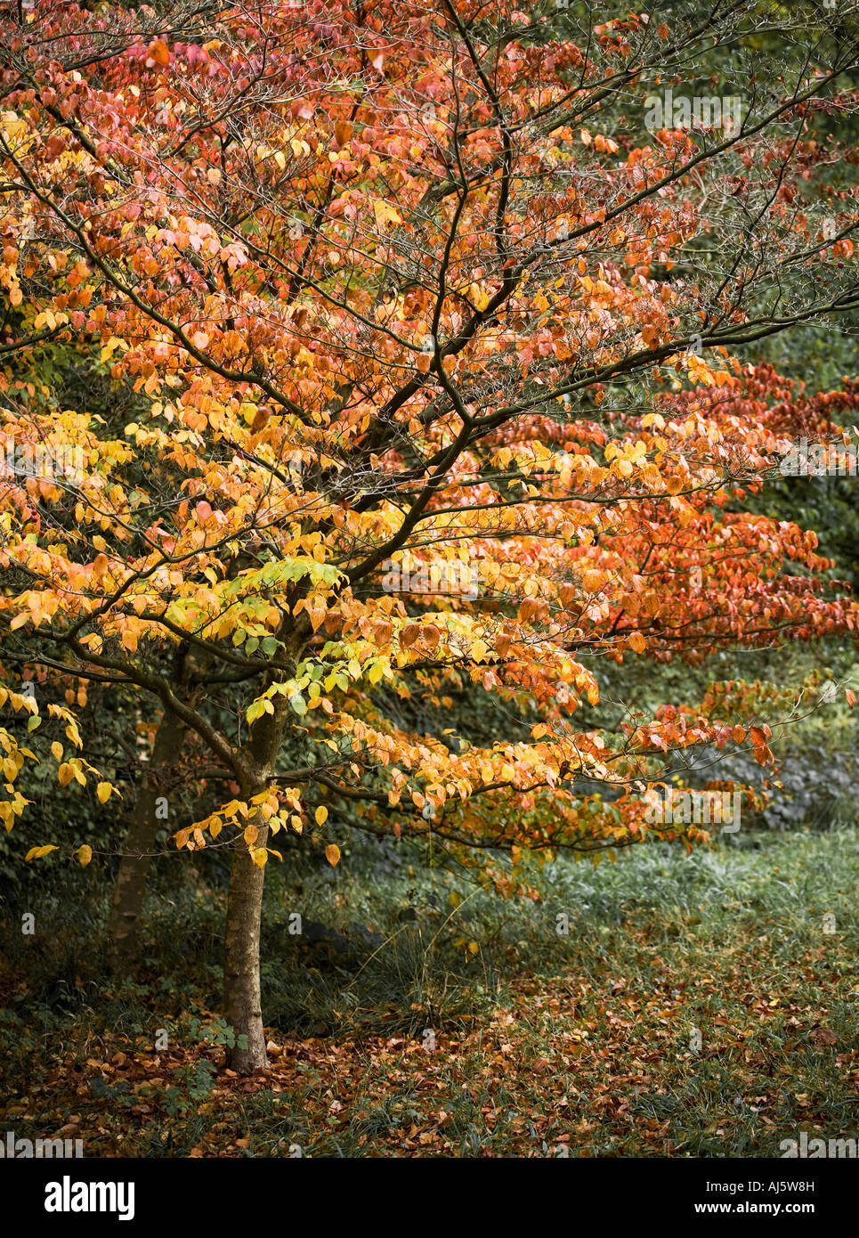 Japanese strawberry tree hi-res stock photography and images - Alamy