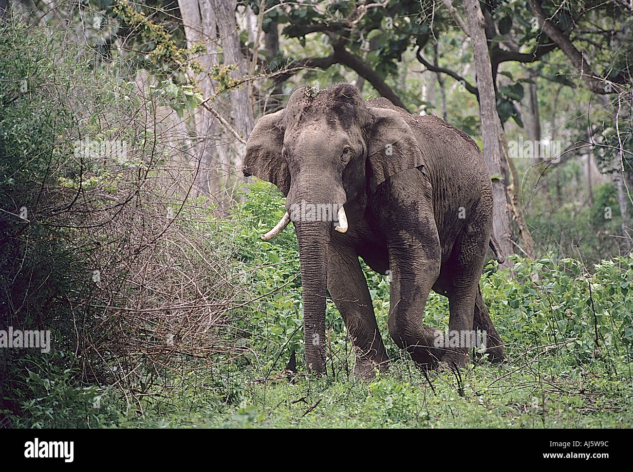 Bandipur wildlife sanctuary hi-res stock photography and images - Alamy