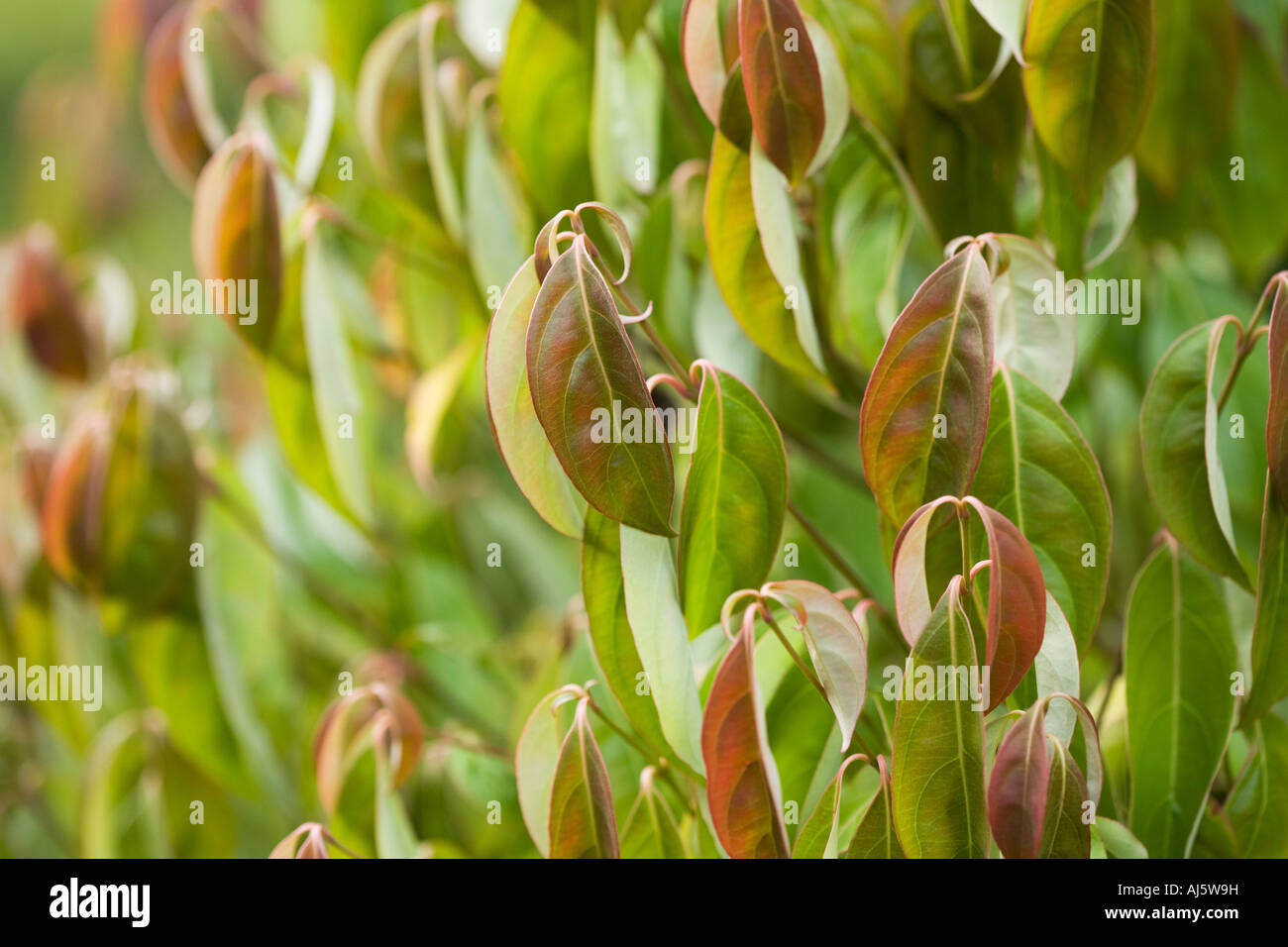 Angustata hi-res stock photography and images - Alamy