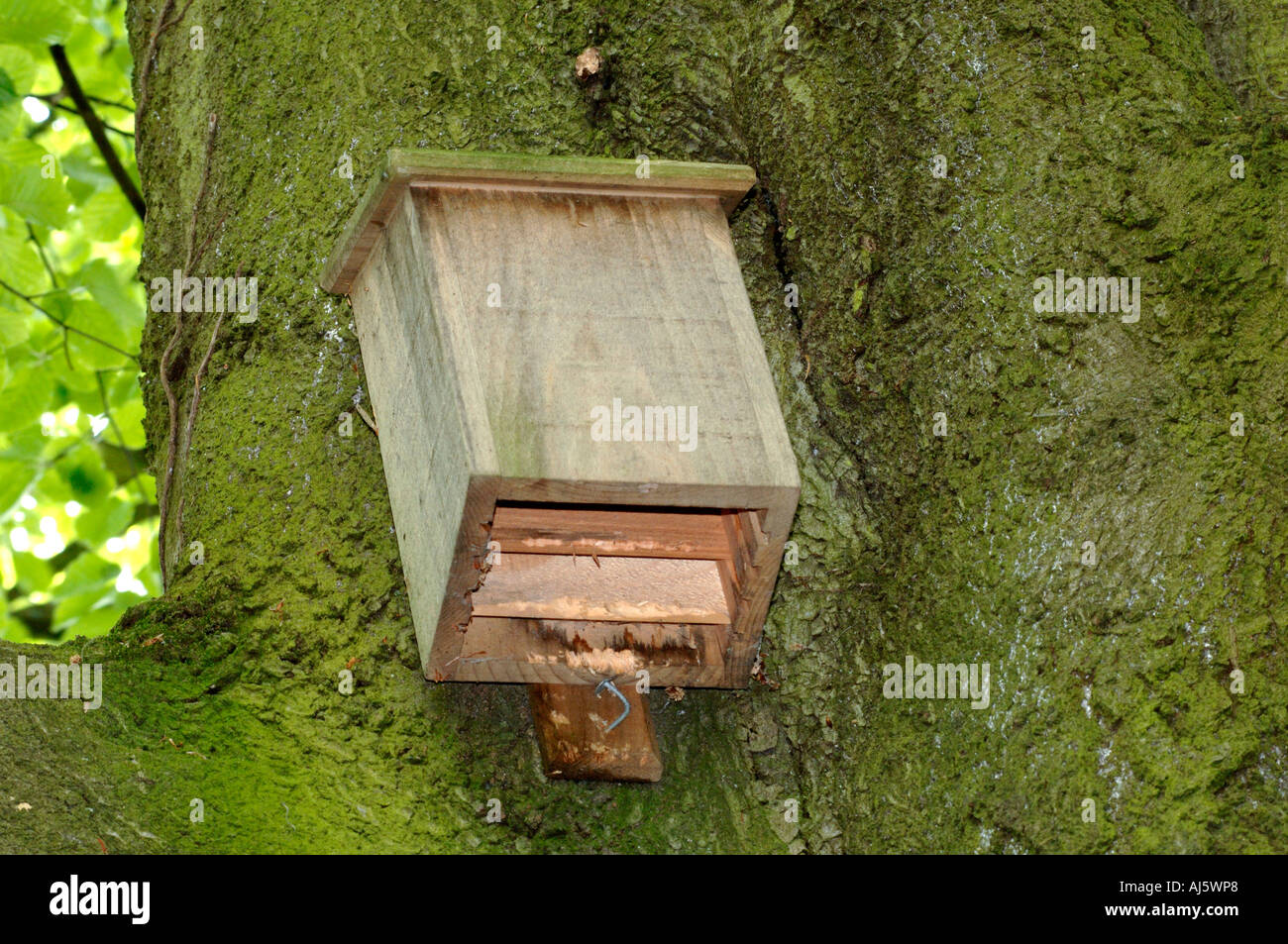 Bat box hi-res stock photography and images - Alamy