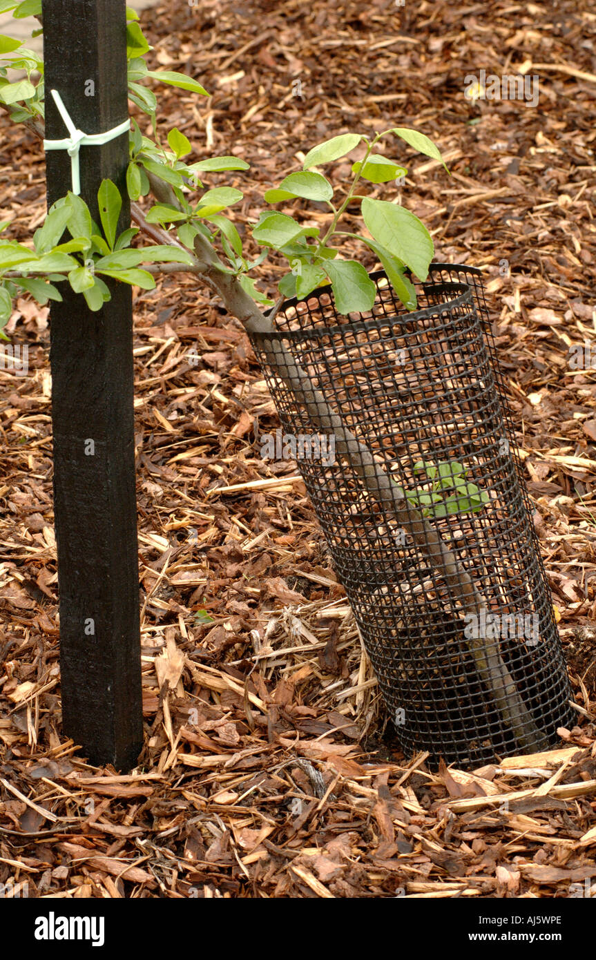 Rabbit Guard Tree High Resolution Stock Photography and Images - Alamy