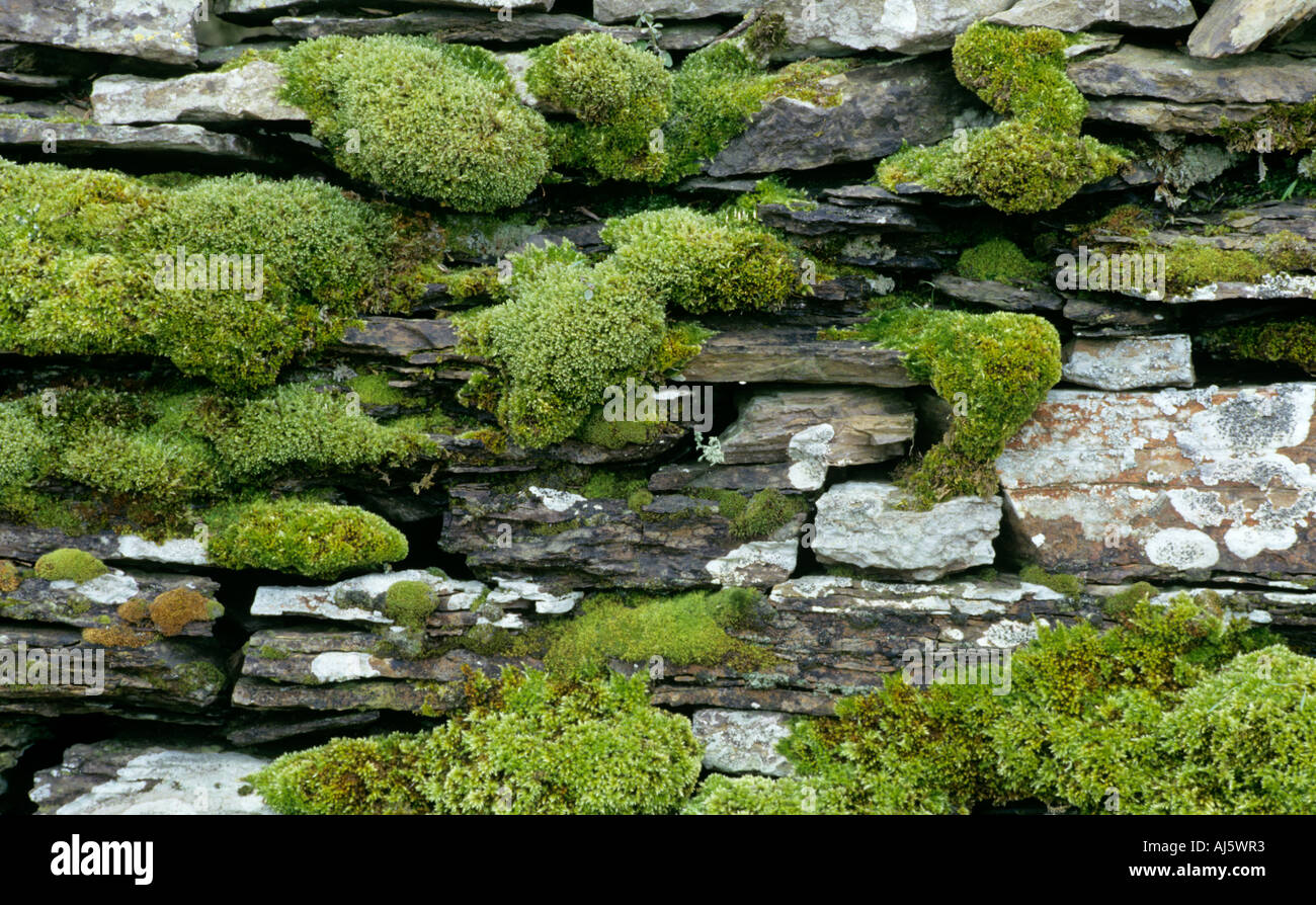 Wildlife wall with crevices & mosses Stock Photo - Alamy