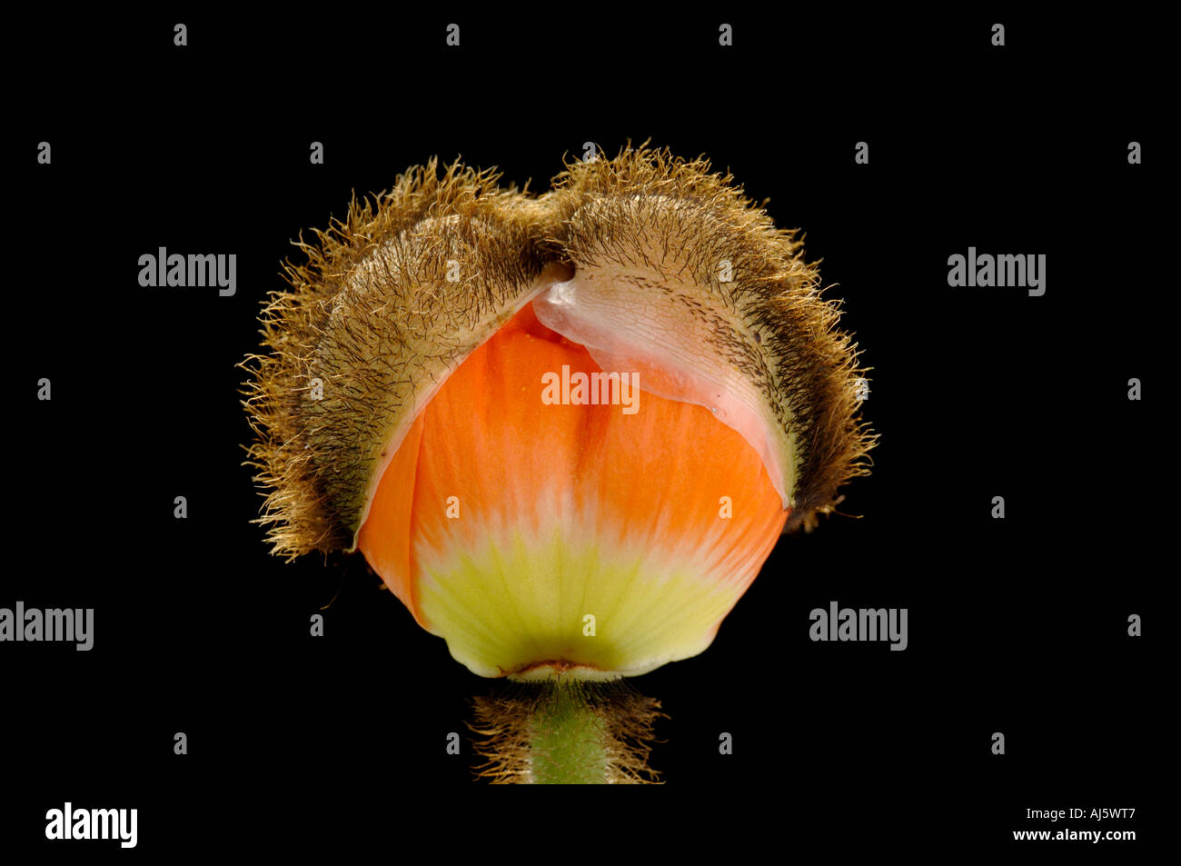 Iceland poppy bud with hairy sepals atop petals Stock Photo - Alamy