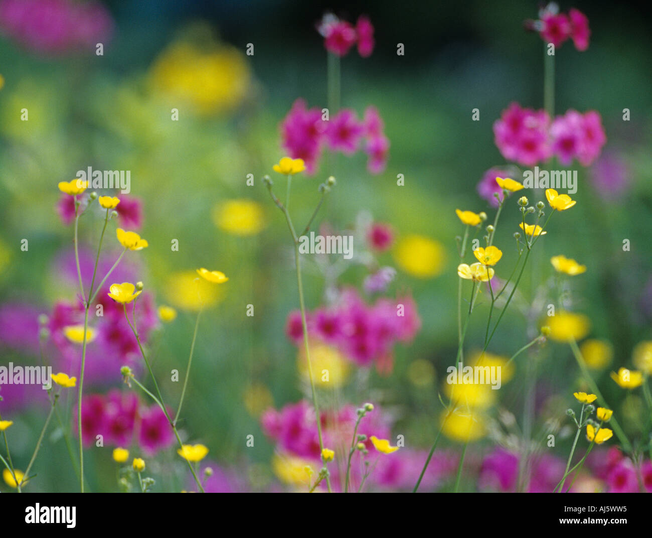 Informal planting hi-res stock photography and images - Alamy