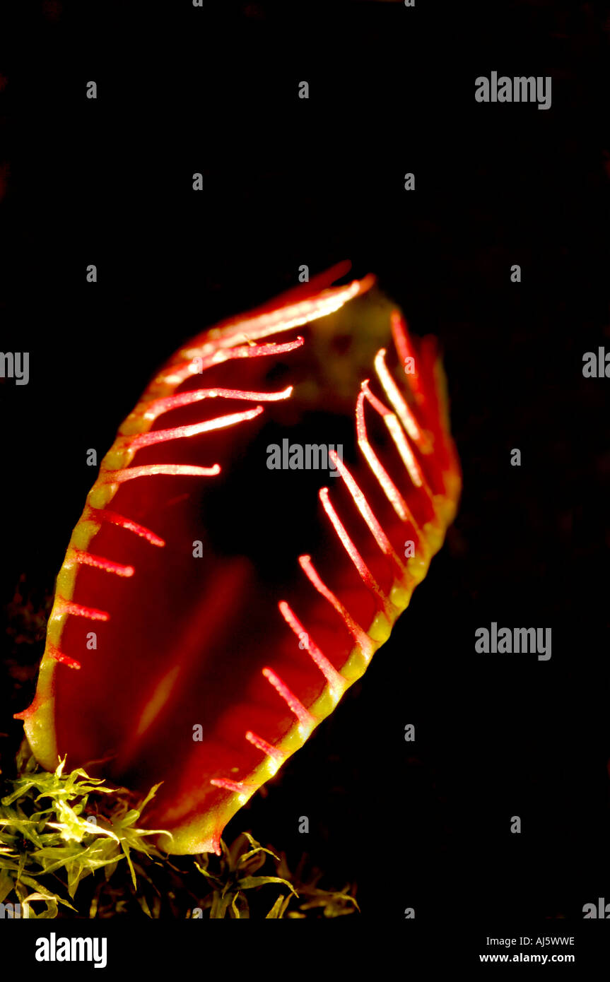 Open venus fly trap showing marginal teeth Stock Photo - Alamy