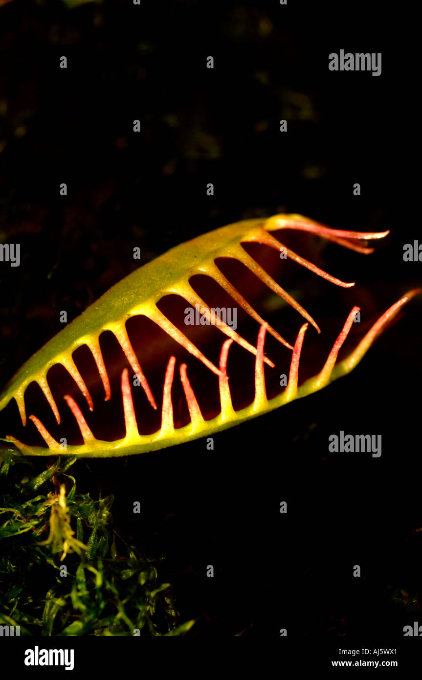 Marginal teeth hi-res stock photography and images - Alamy