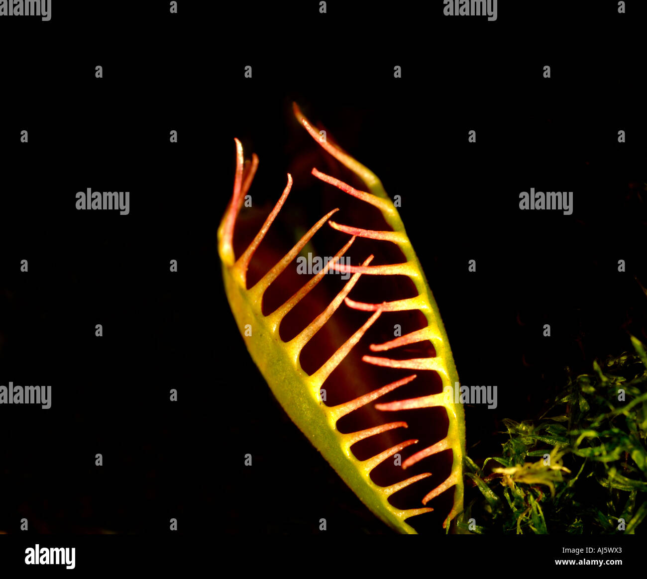 Open venus fly trap showing marginal teeth Stock Photo - Alamy