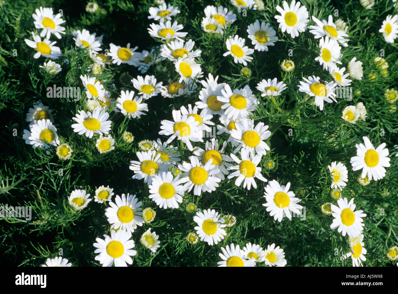 Mayweed flowers hi-res stock photography and images - Alamy