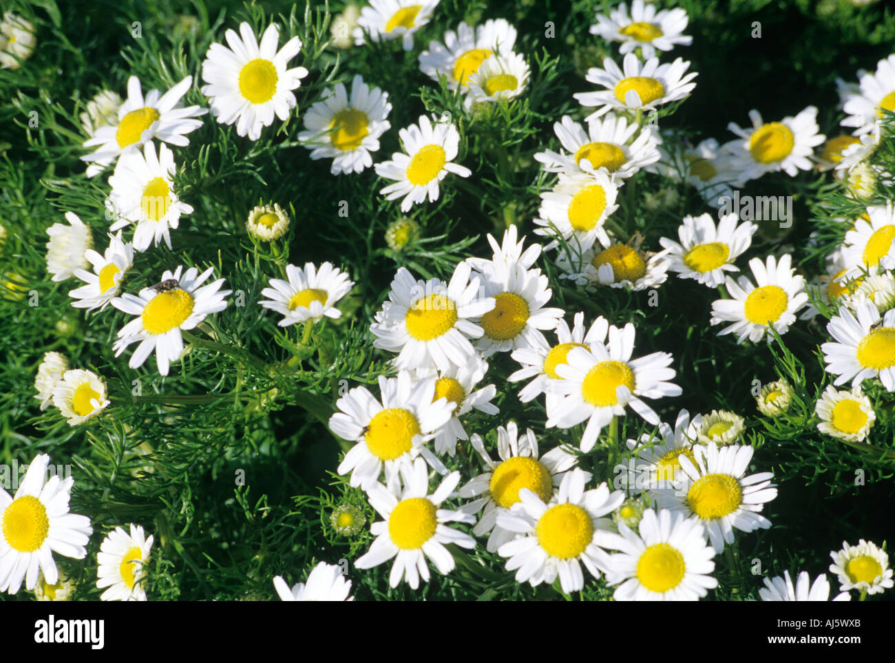Mayweed flowers hi-res stock photography and images - Alamy