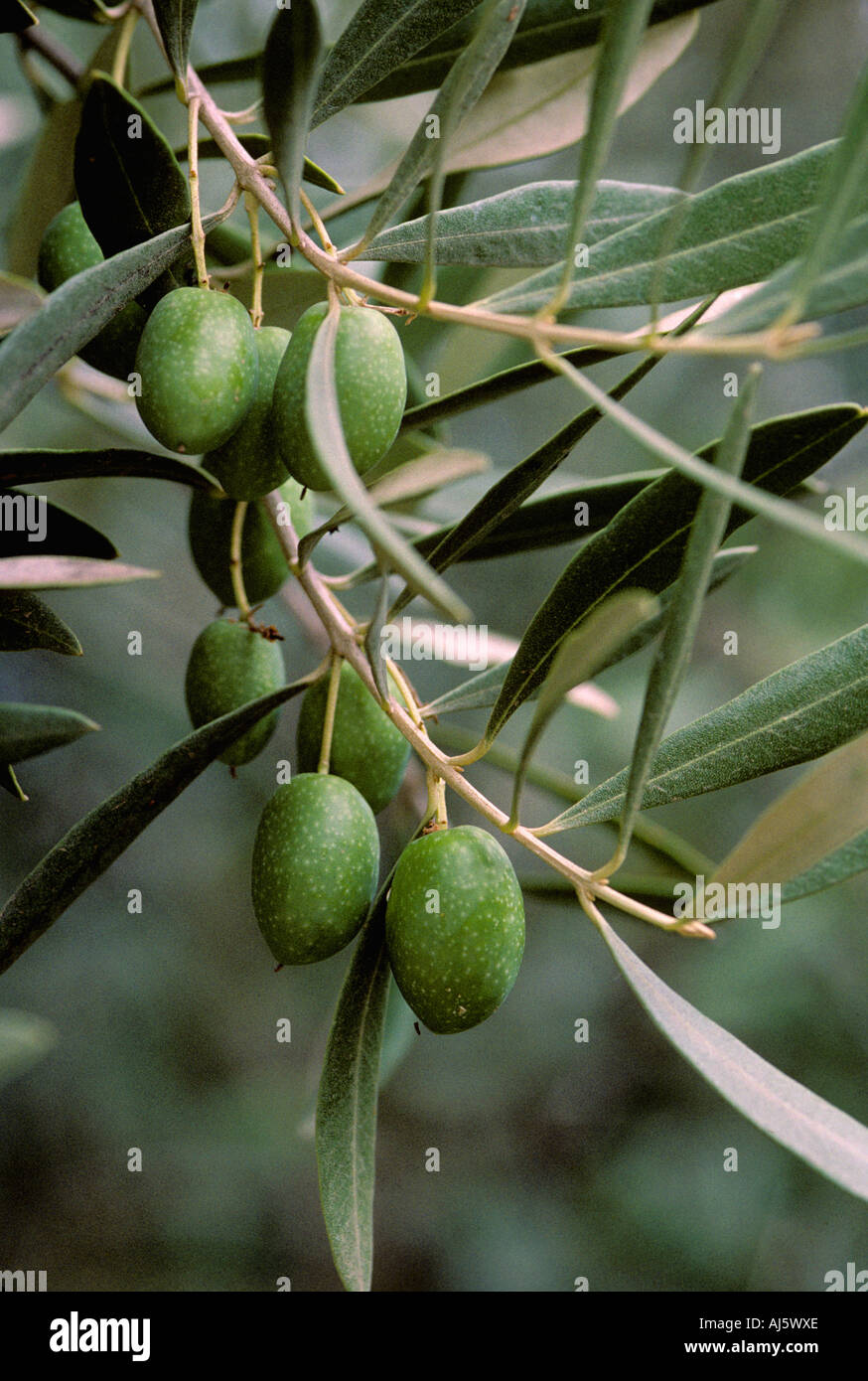 Olive fruits and leaves Olea europea Stock Photo - Alamy