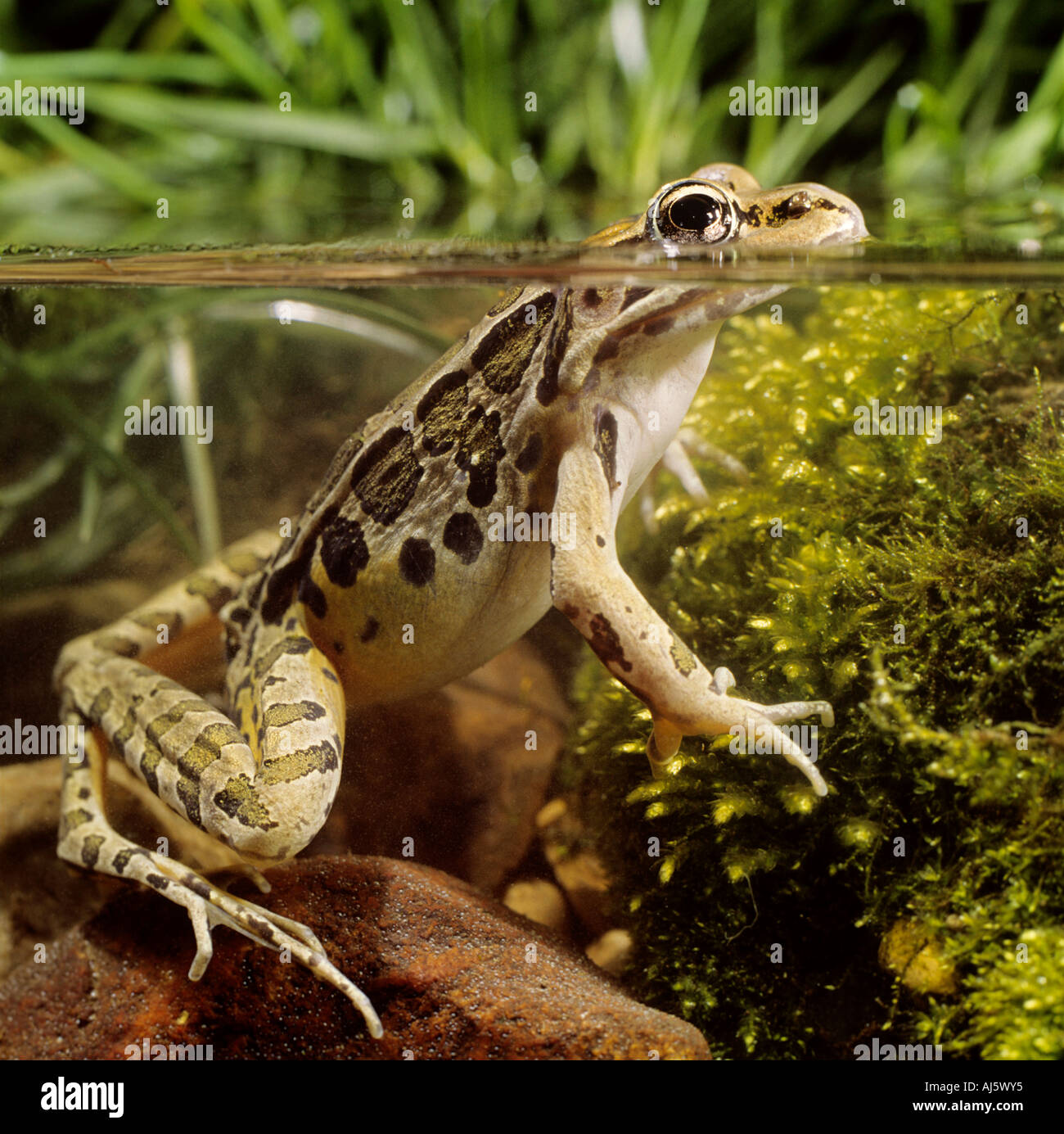Pickerel frog surfacing above water Stock Photo - Alamy