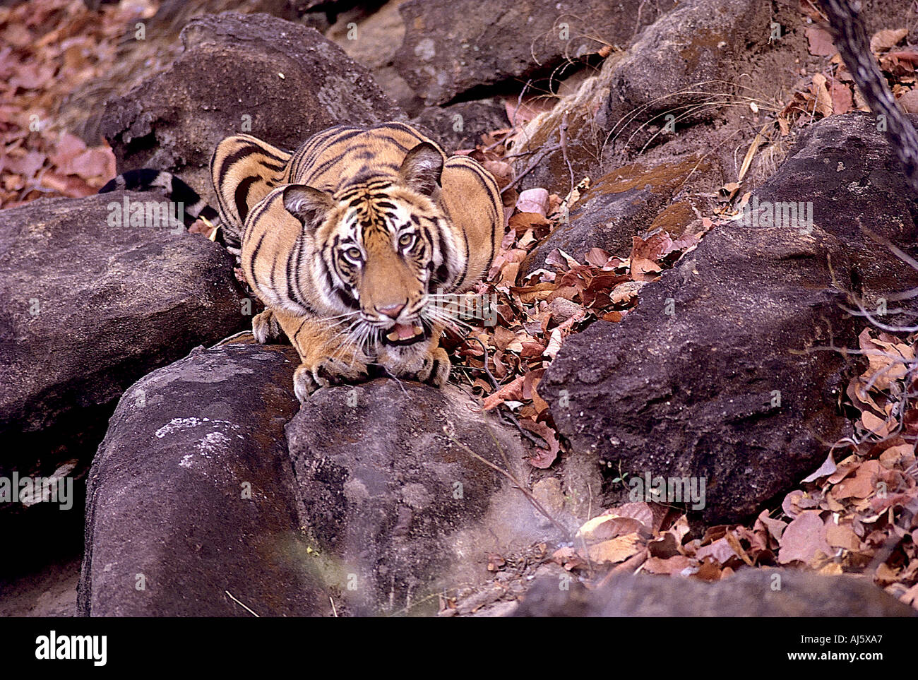 SNA71858 One wild animal Tiger crouching on rocks in Bandhavgarh ...