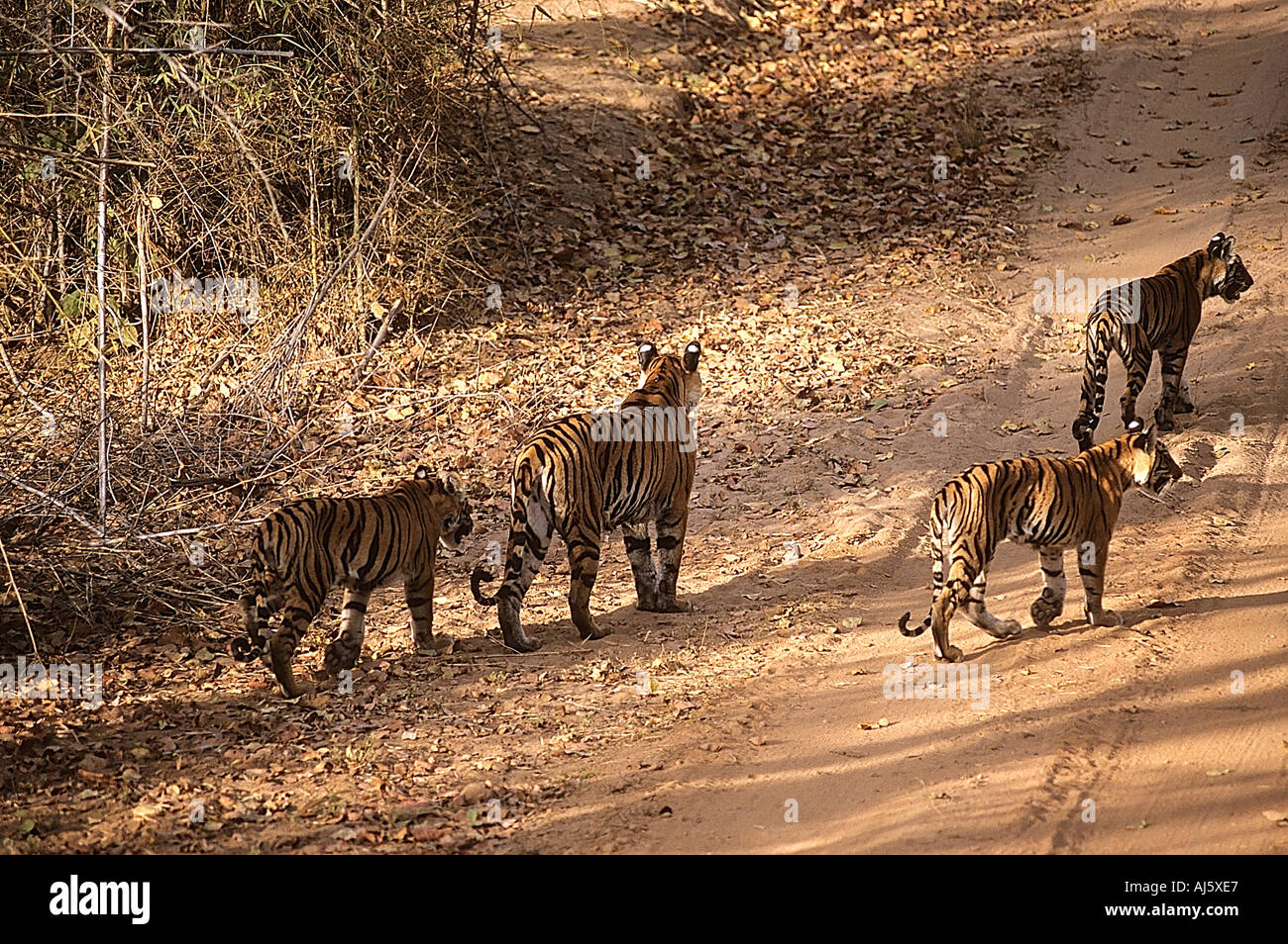 SNA71829 Mother Tiger with three young tigers family walking ...