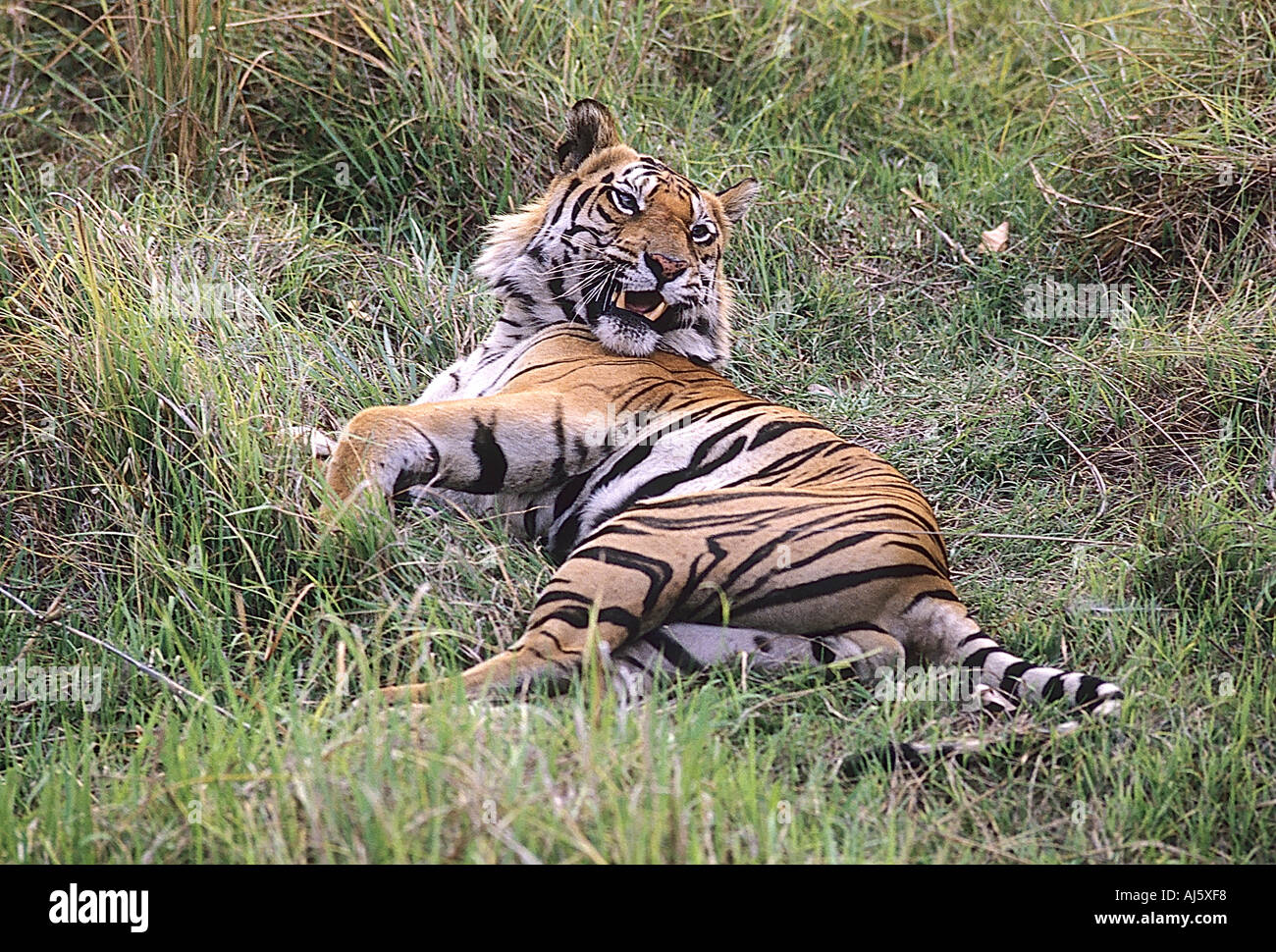 White tiger back hi-res stock photography and images - Alamy