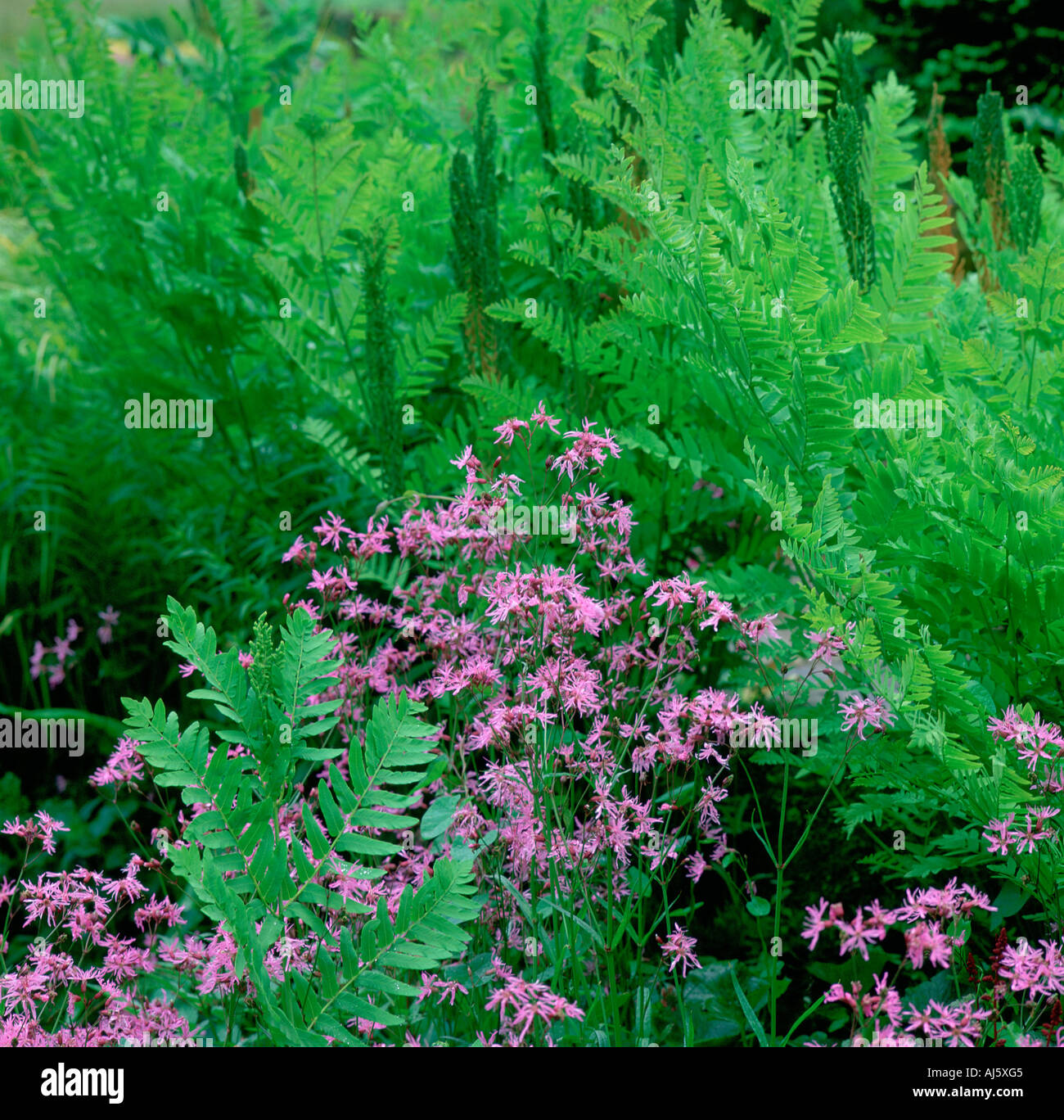 Ragged robin with royal fern in water garden Stock Photo - Alamy