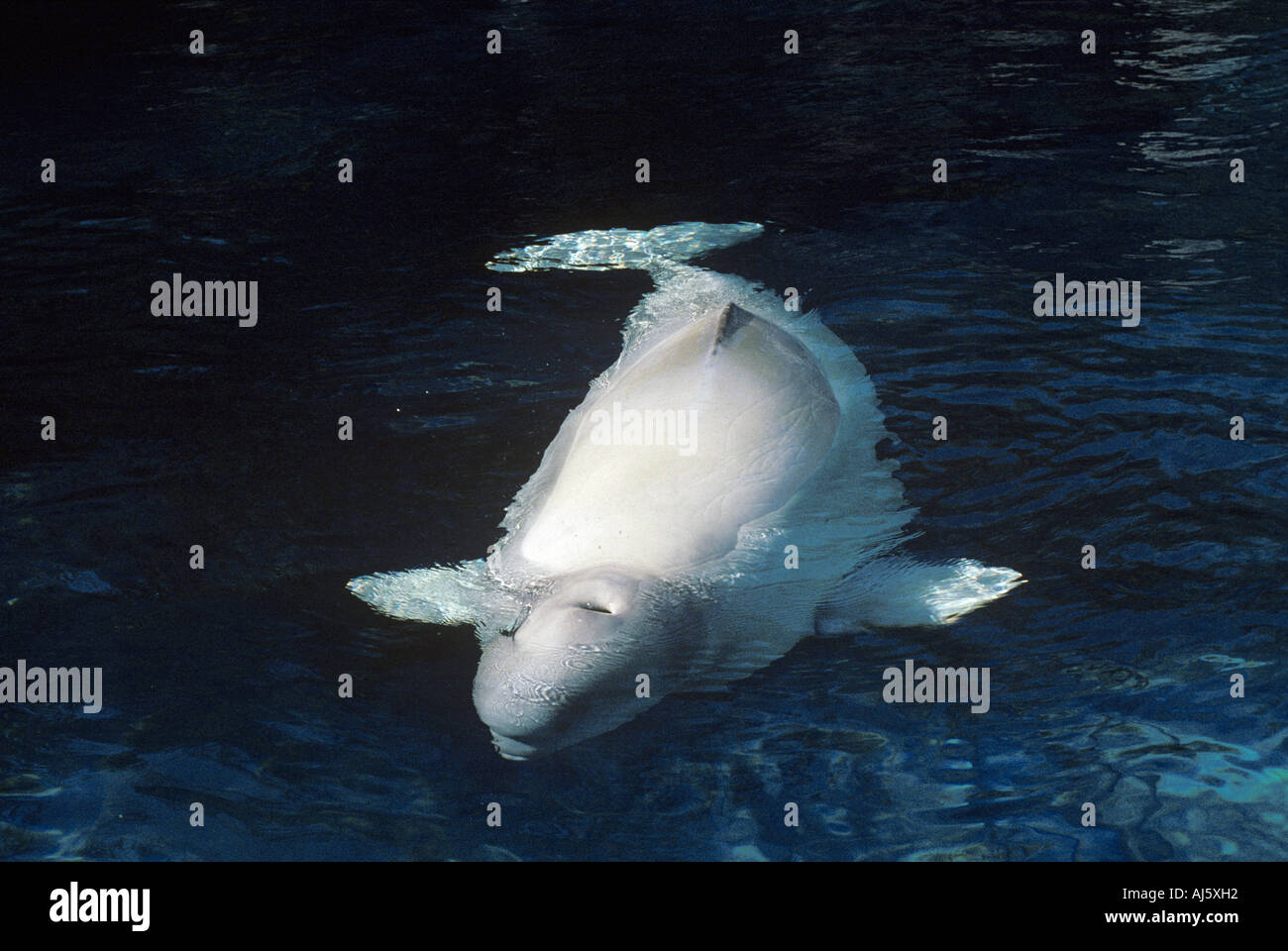 Beluga or sea canary Stock Photo - Alamy