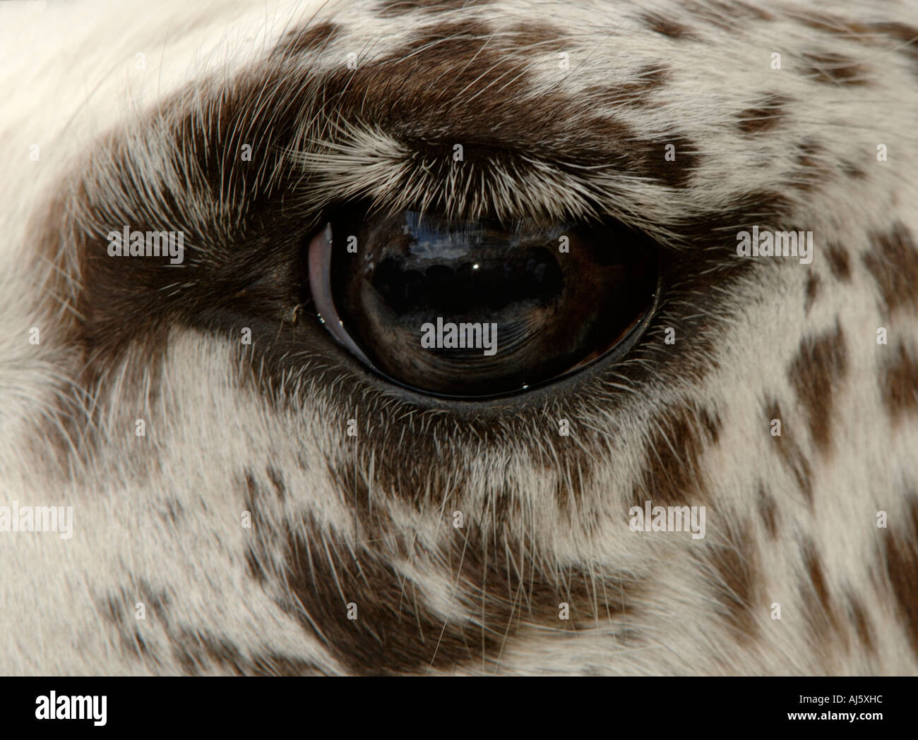 Llama eye with long eyelashes Stock Photo - Alamy