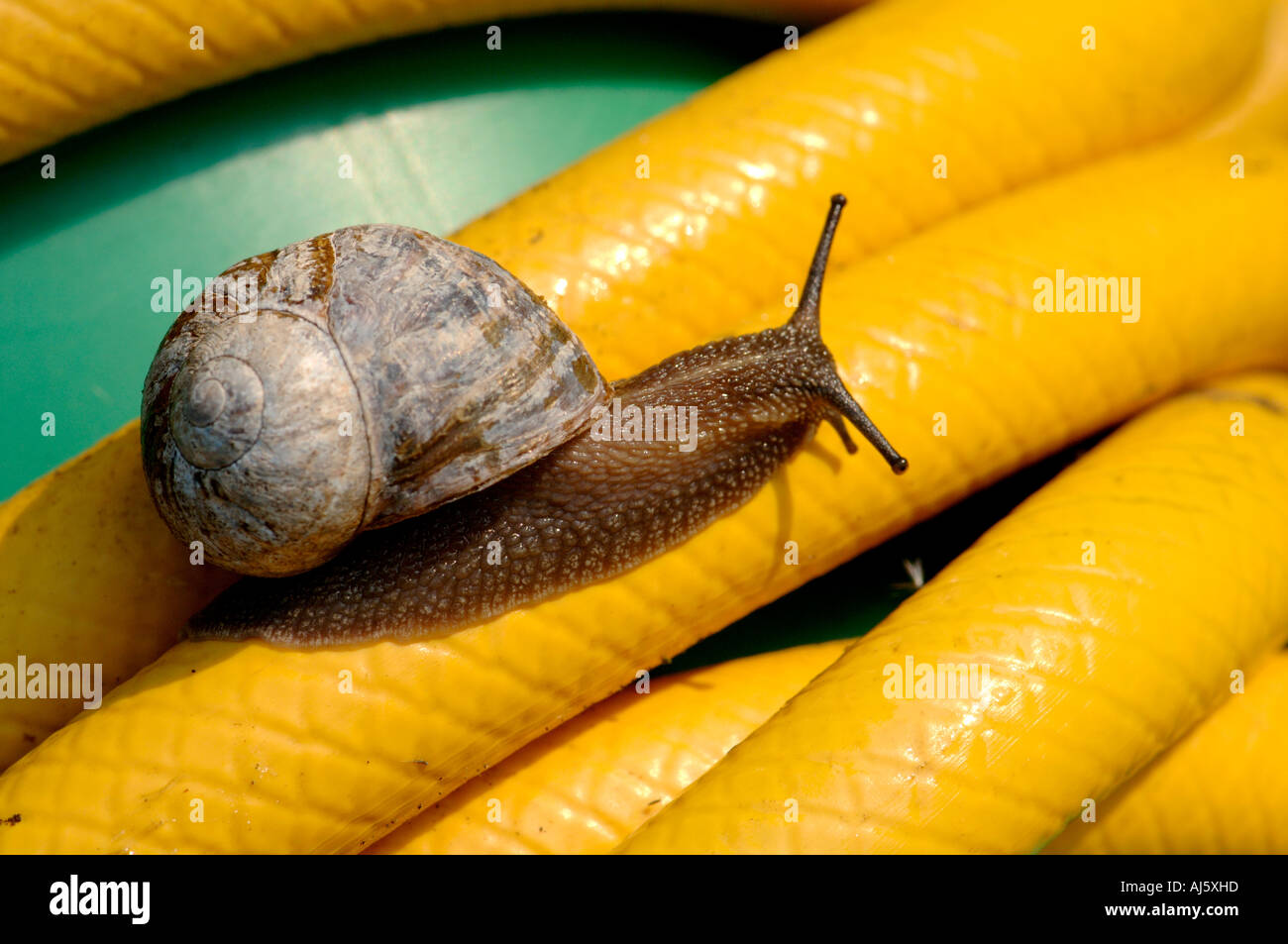Common hose hi-res stock photography and images - Alamy