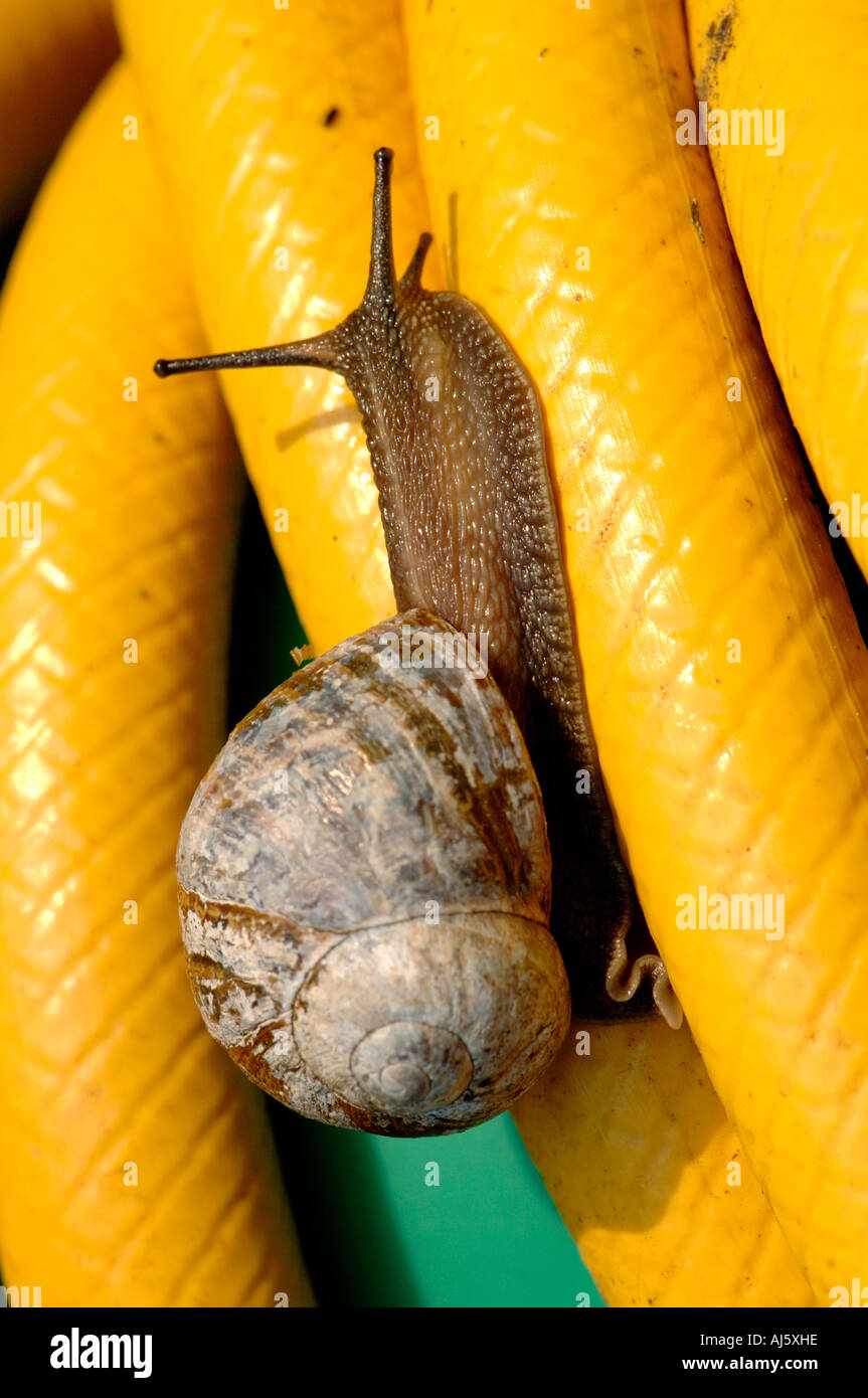 Common hose hi-res stock photography and images - Alamy