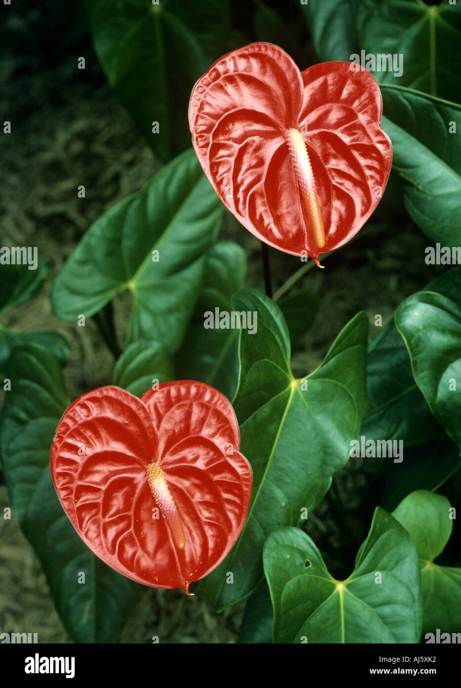 Two anthurium flowers hi-res stock photography and images - Alamy