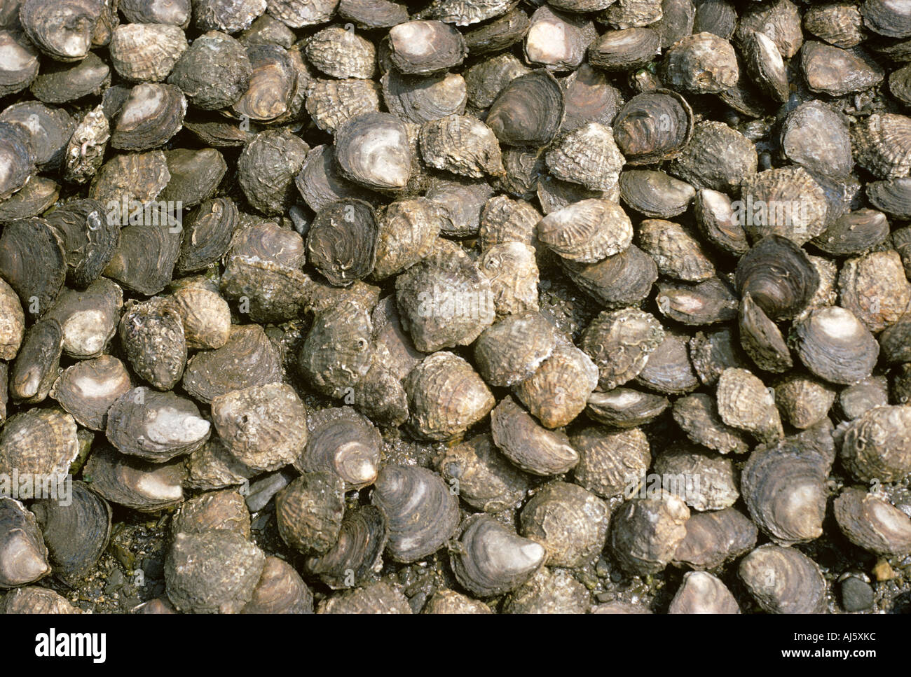 Bed of native oysters Stock Photo - Alamy