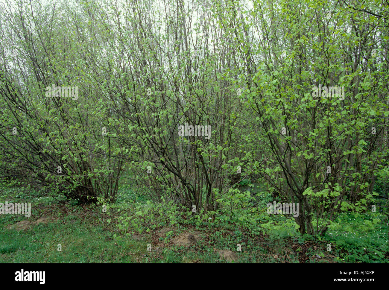 Coppice hi-res stock photography and images - Alamy