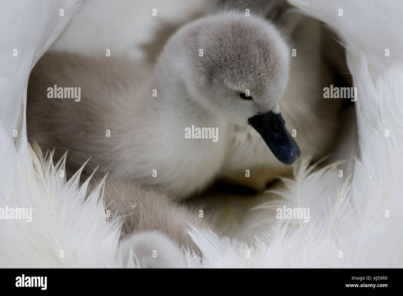 Cygnet on back hi-res stock photography and images - Alamy