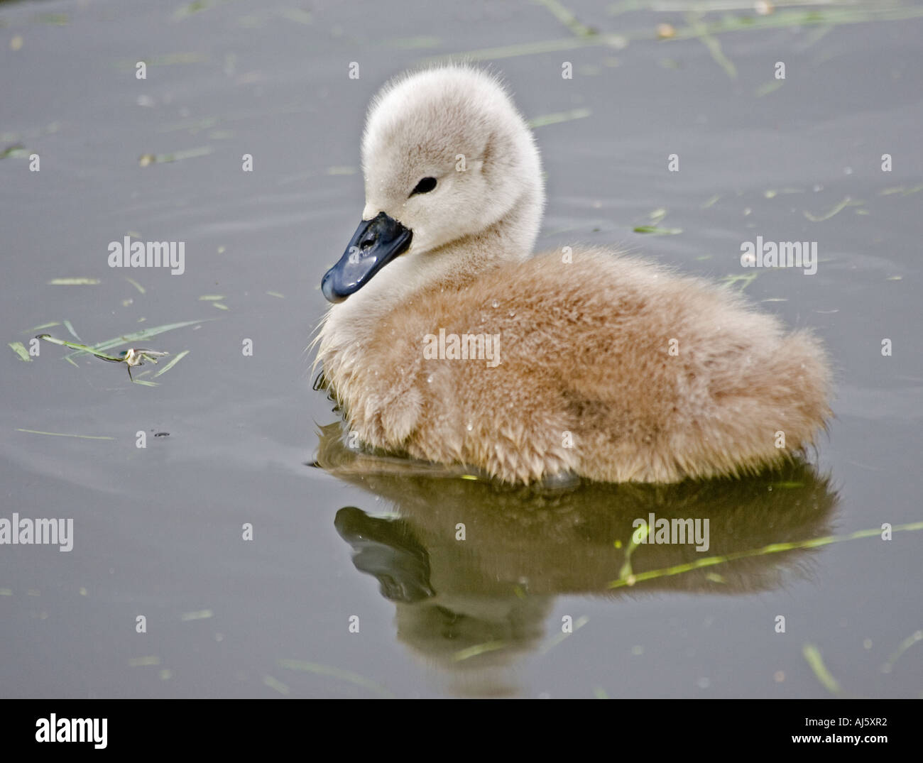 Cygnet and swan hi-res stock photography and images - Alamy
