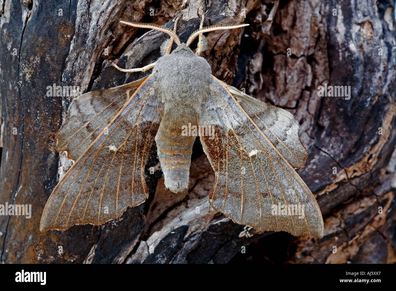 Poplar, hawk moth, laothoe populi, moth, large moth,insect Stock Photo ...