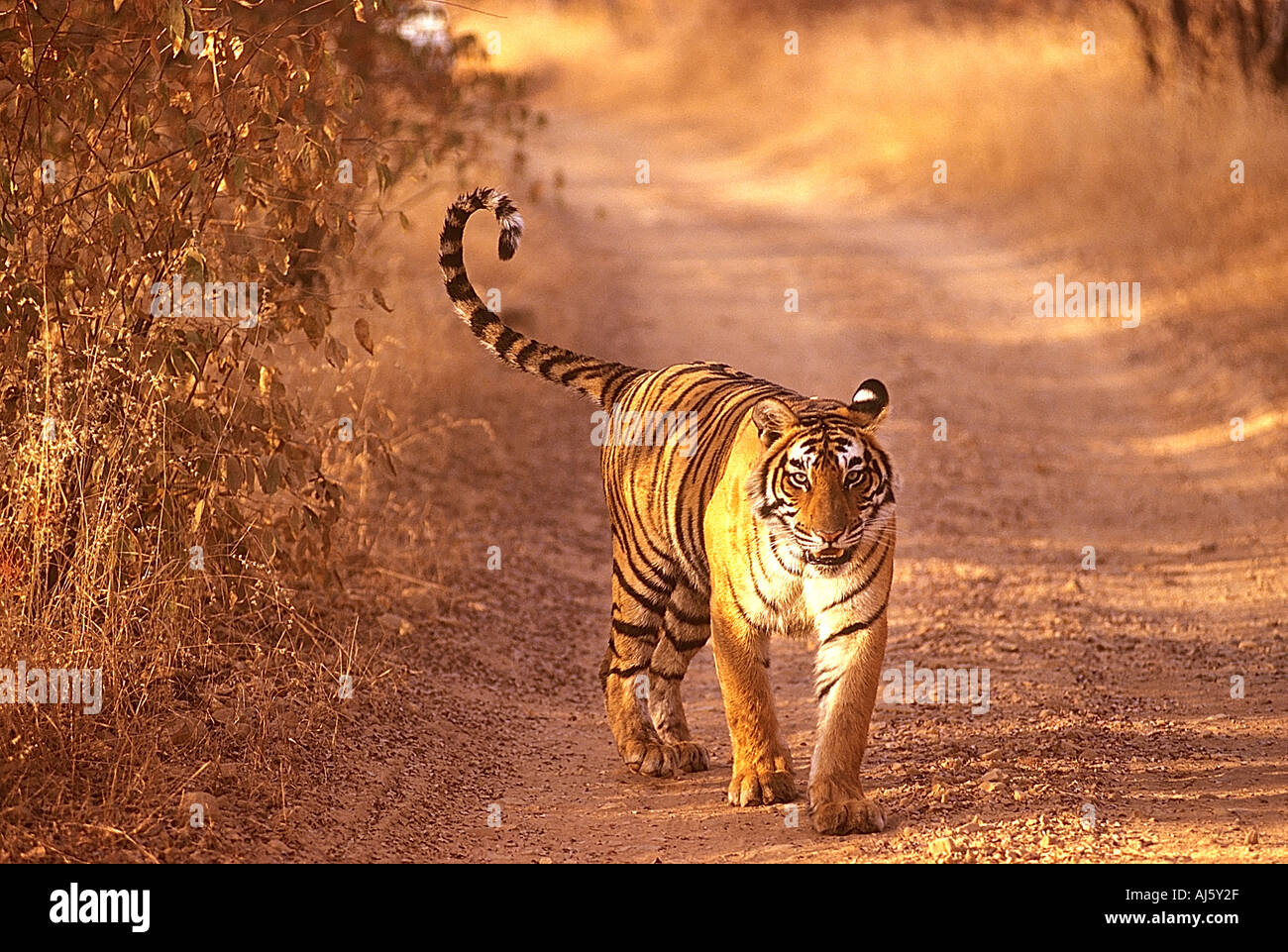 Tiger by the tail hi-res stock photography and images - Alamy