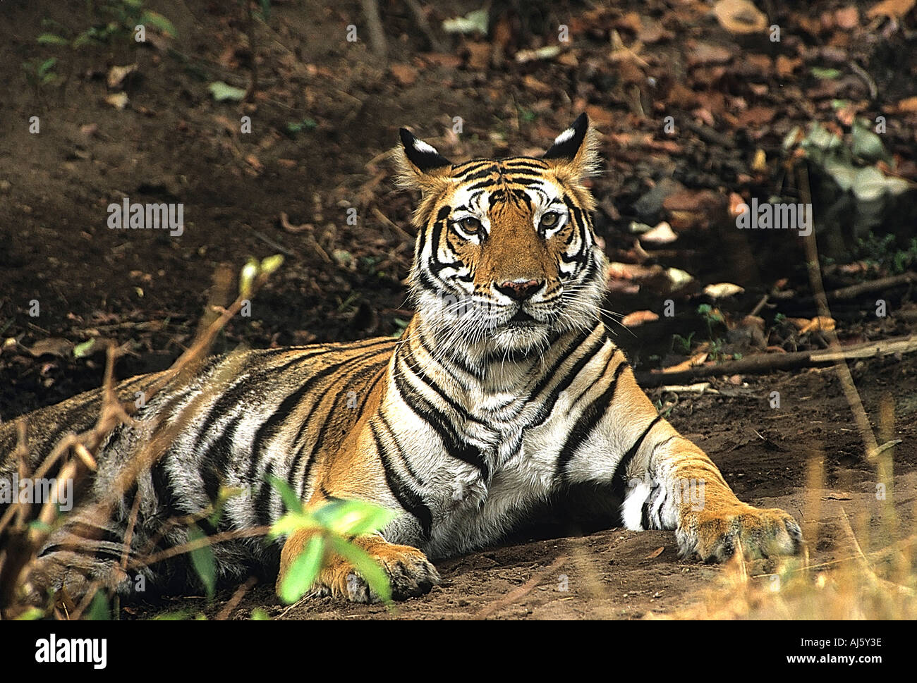 SNA71785 Alert tiger sitting in wildlife sanctuary looking at viewer ...