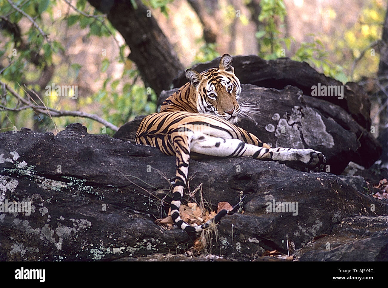 White tiger back hi-res stock photography and images - Alamy
