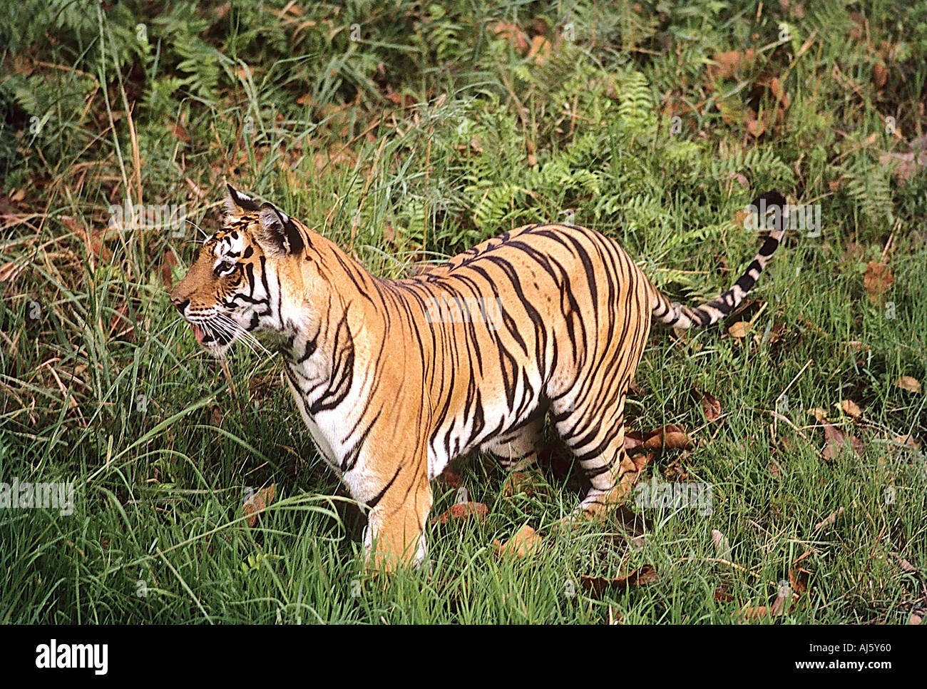 SNA71812 Tiger standing Kanha National Park Madhya Pradesh India Stock ...