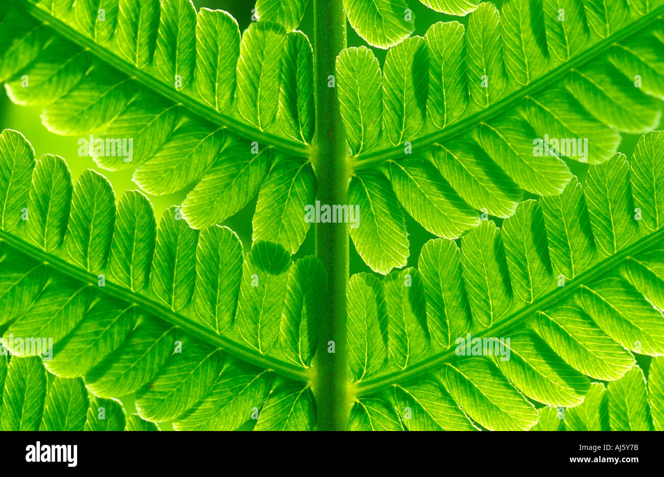 Delicate fern leaves hi-res stock photography and images - Alamy
