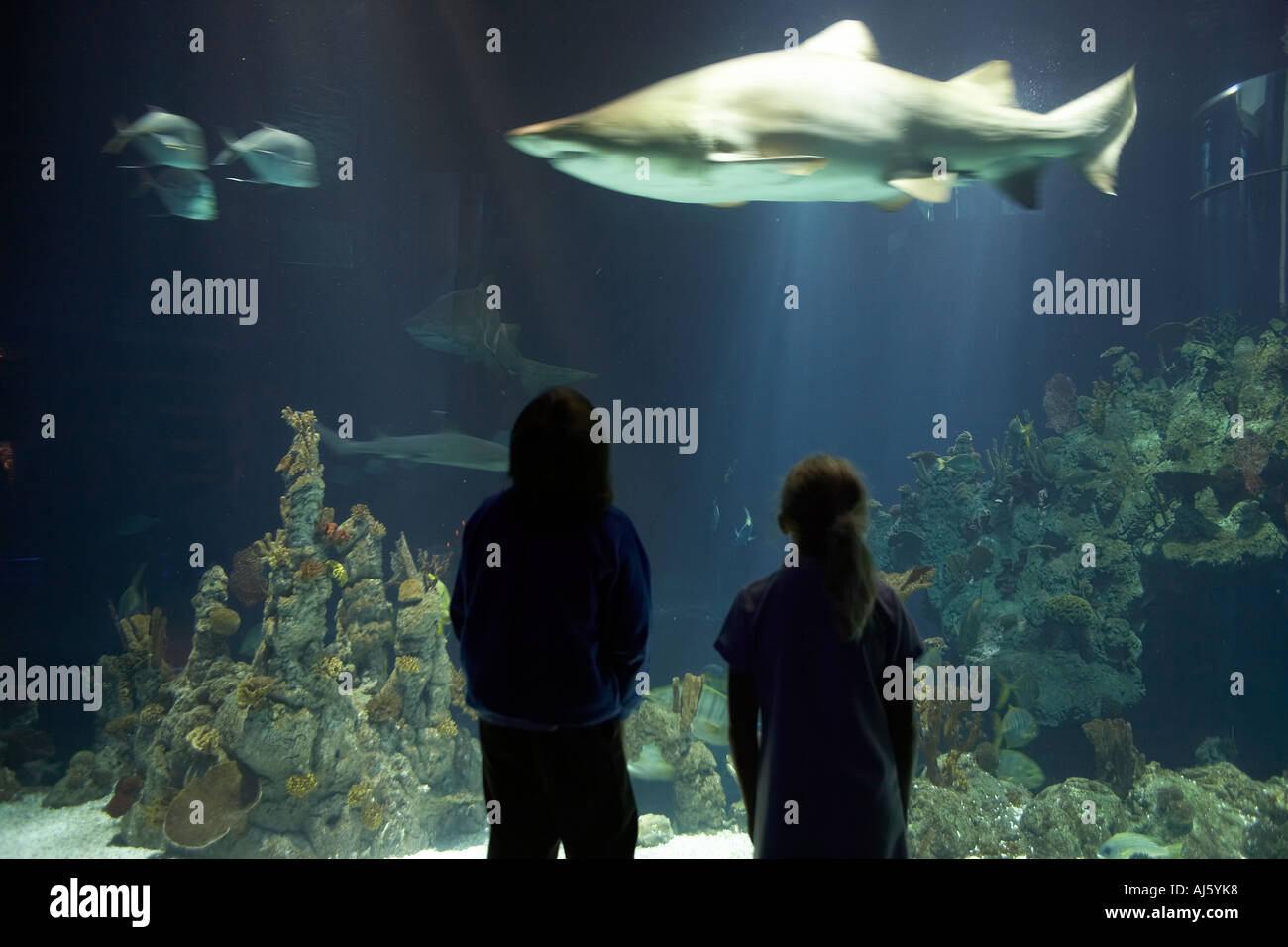 Sea life centre hull hi-res stock photography and images - Alamy