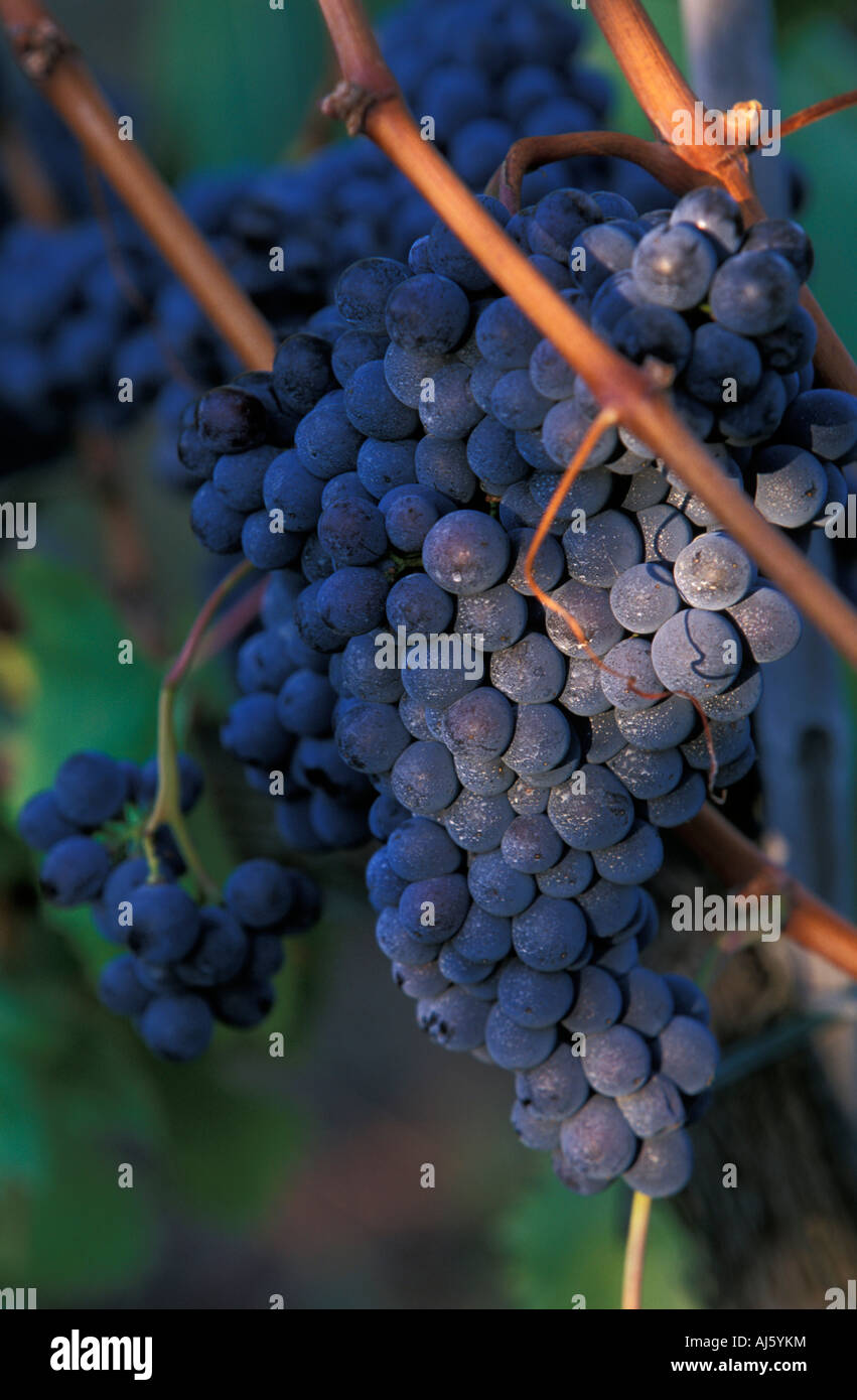 Sangiovese grapes Chianti Tuscany Italy Stock Photo - Alamy