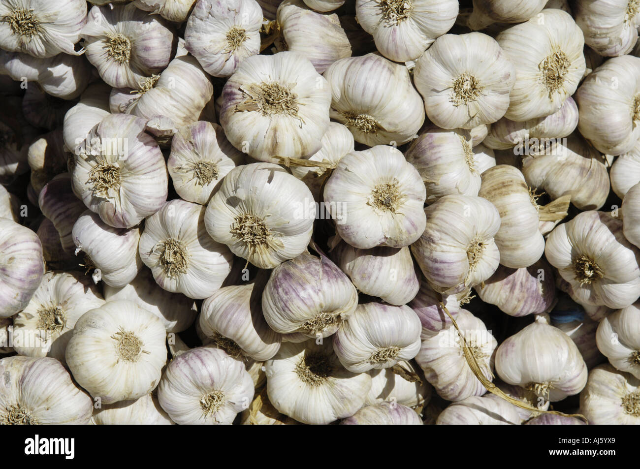 garlic cloves spice french france italian italy generic color colour in ...