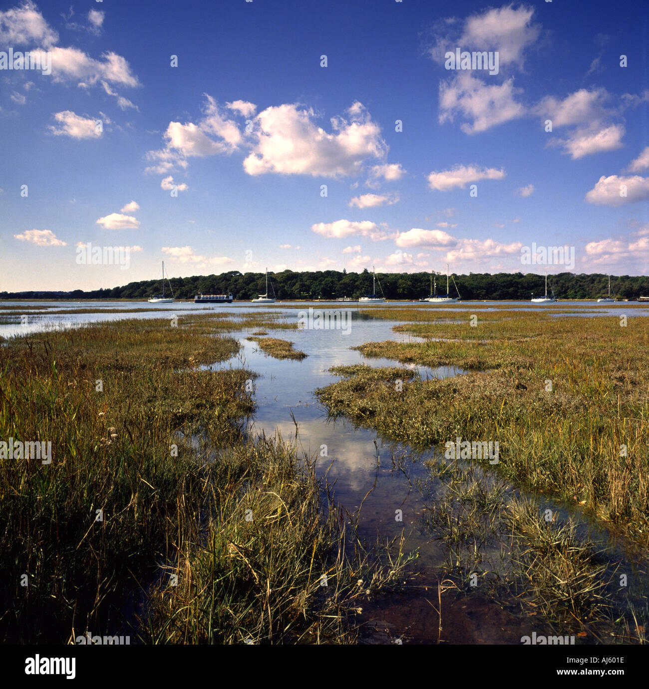 Beaulieu River New Forest Hampshire England UK Stock Photo - Alamy