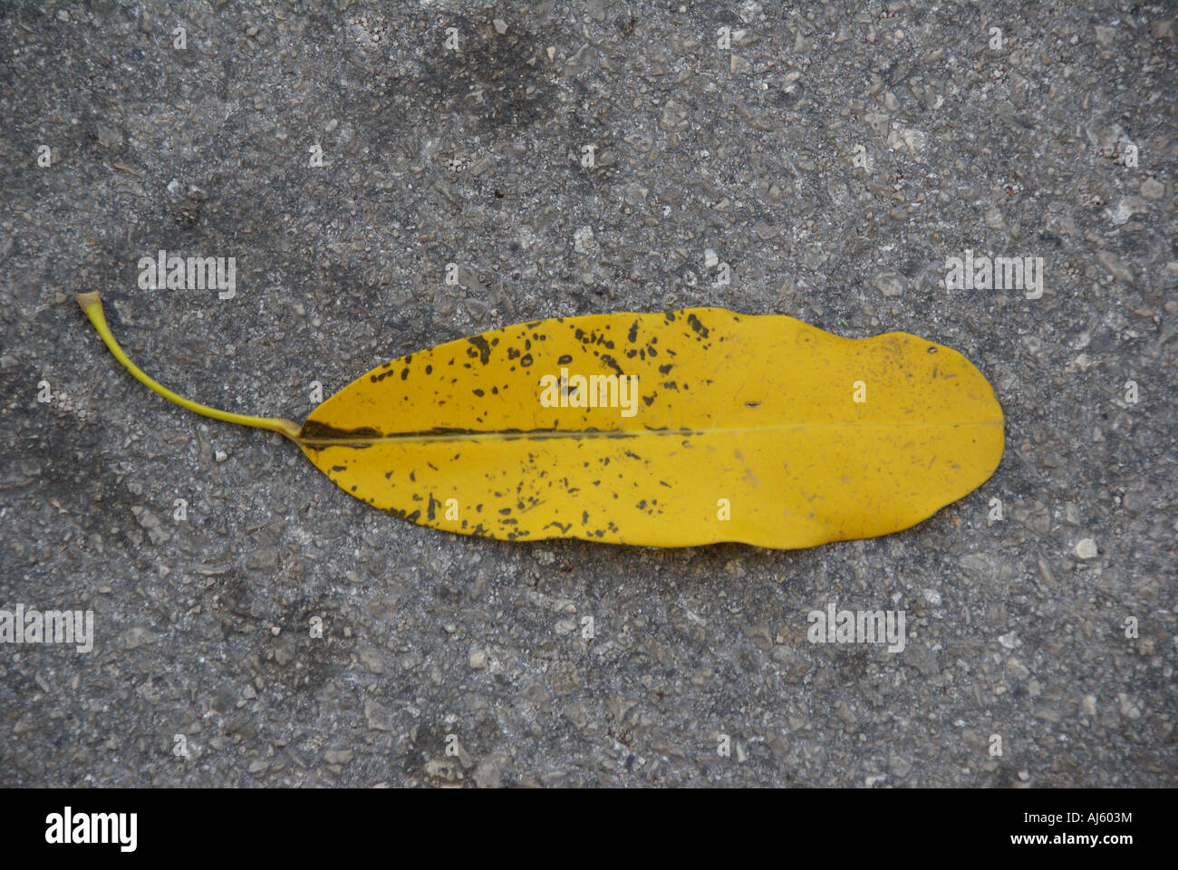 Simplest life forms hi-res stock photography and images - Alamy