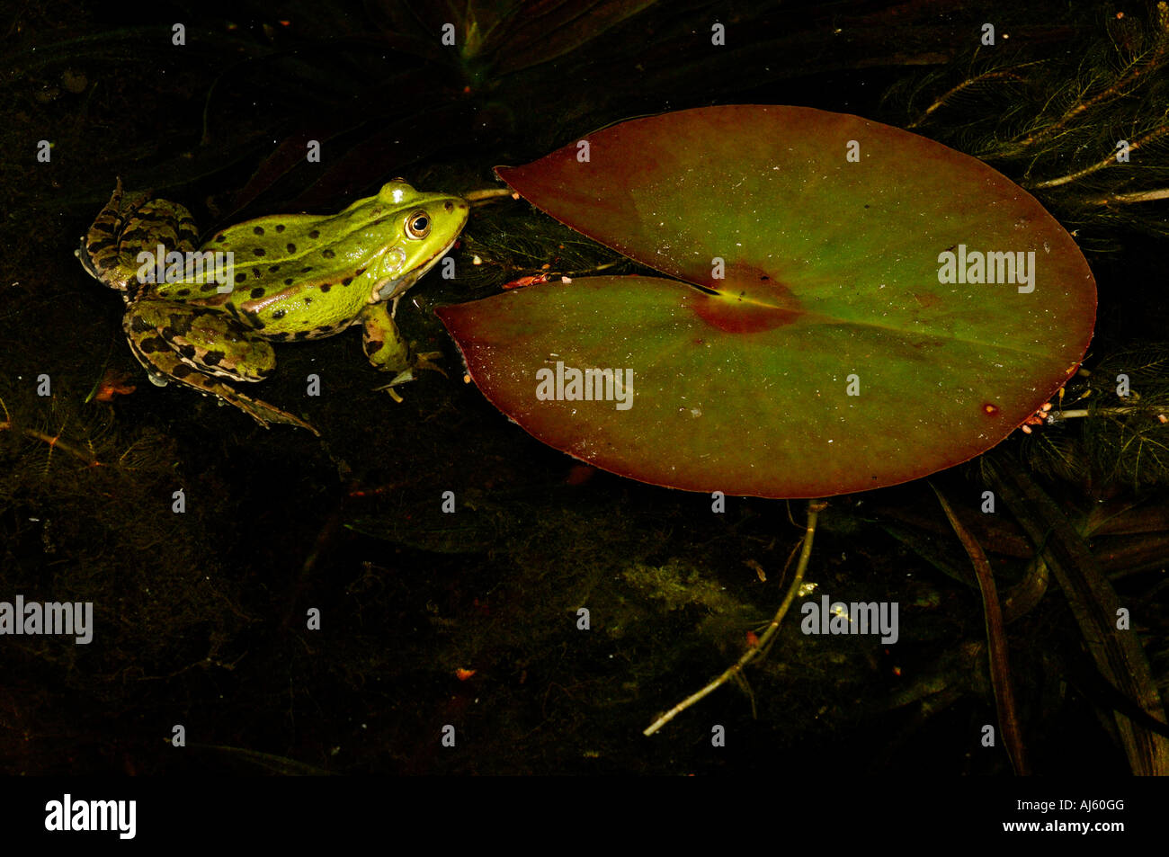 Green Frog : Rana esculenta lying lie frog in the black water shot from ...